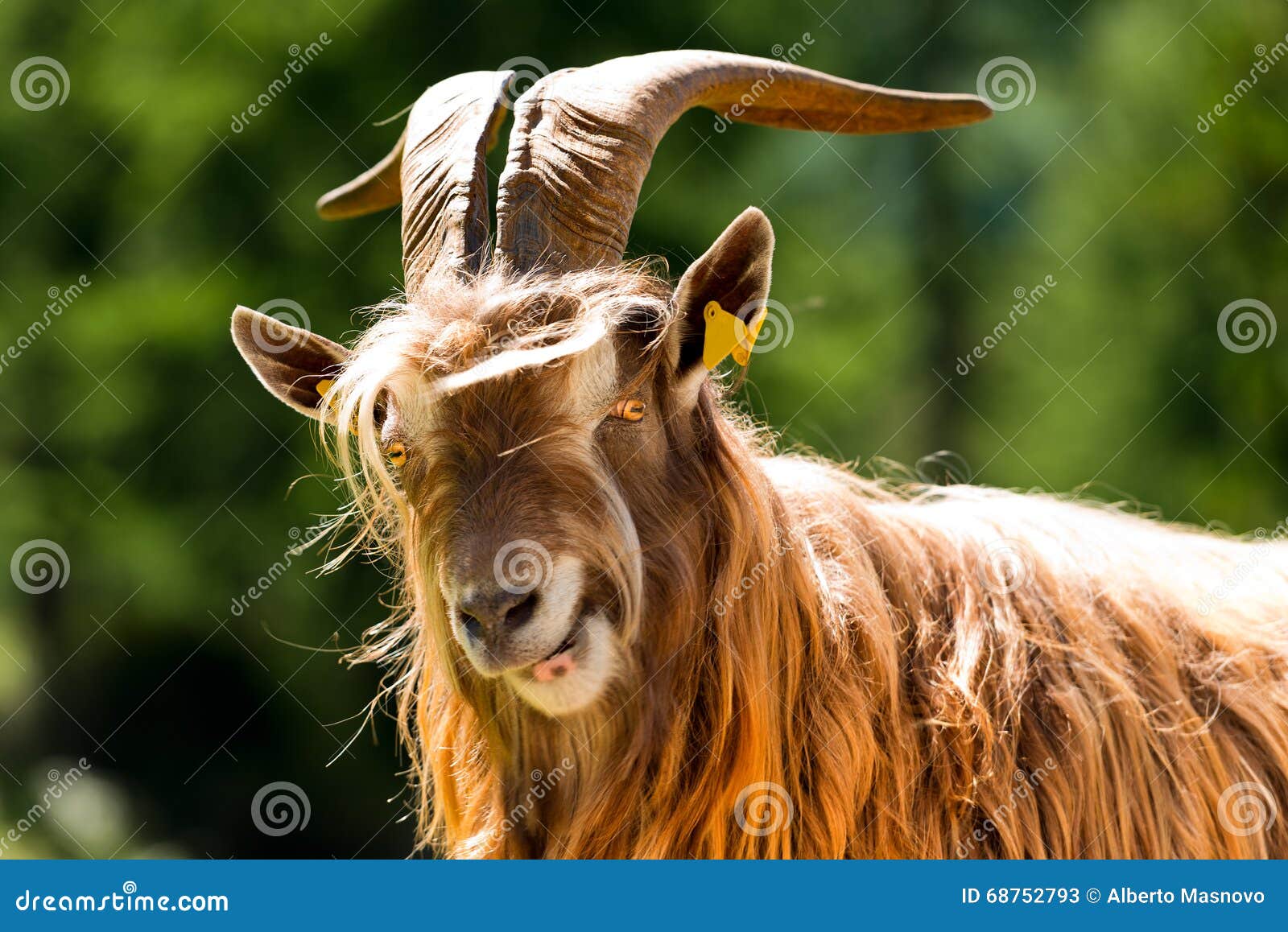 Capra Maschio Della Montagna - Alpi Italiane Immagine Stock - Immagine ...