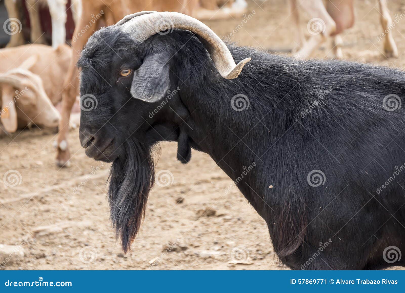 Capra maschio nera immagine stock. Immagine di allevamento - 57869771