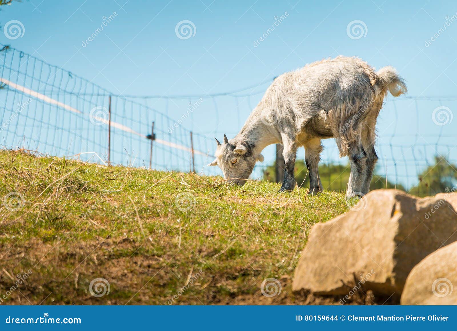 Capra Nana Che Pasce in Un Prato Verde Fotografia Stock - Immagine di ...