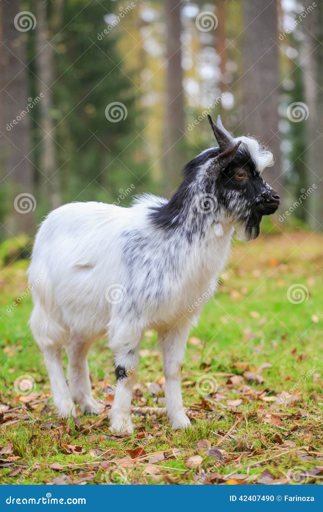 Capra nana domestica fotografia stock. Immagine di orecchio - 42407490