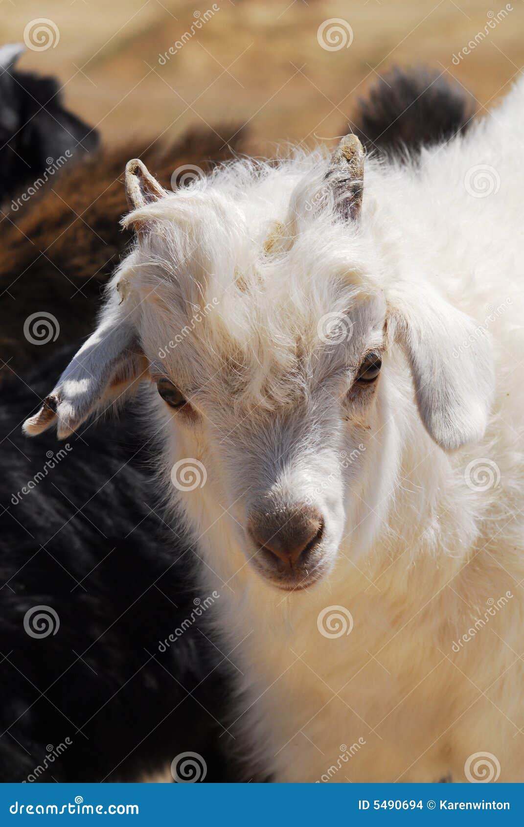 Capra Nel Deserto Di Gobi, Mongolia Fotografia Stock - Immagine di ...