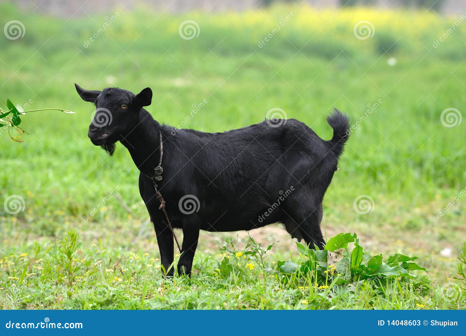 Capra nera immagine stock. Immagine di occhio, animale - 14048603