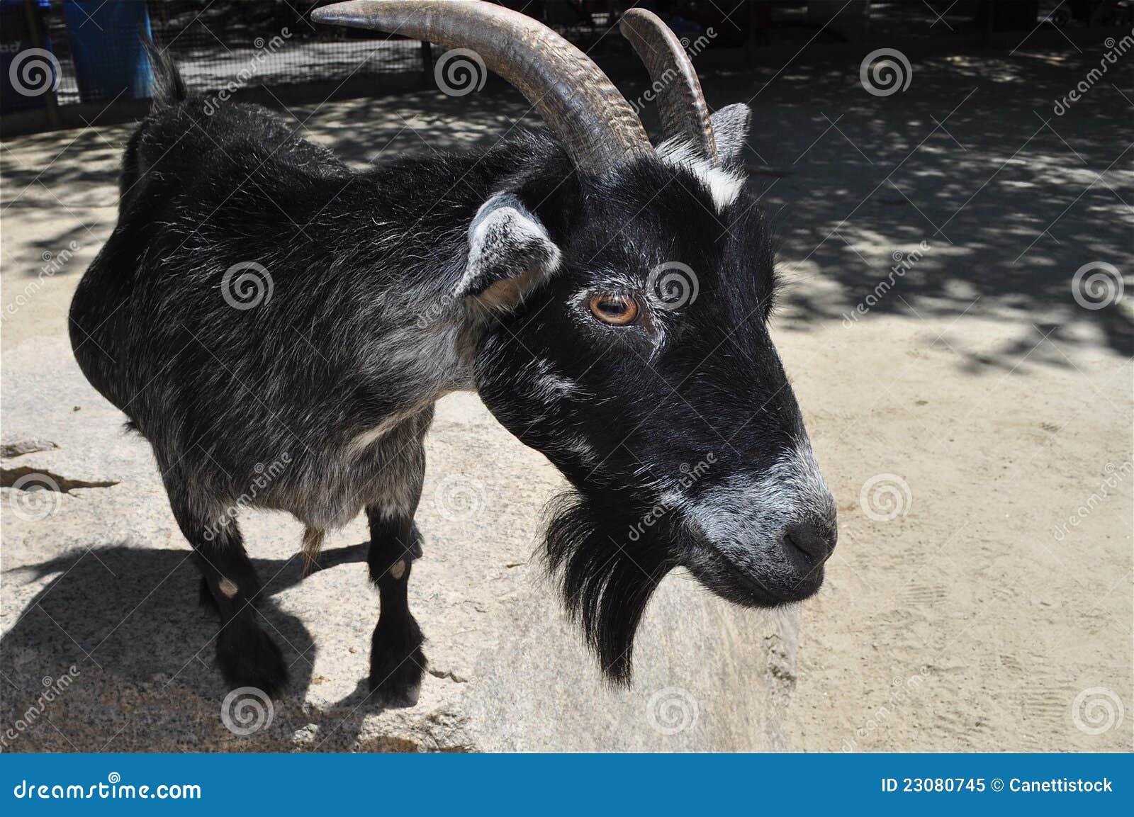 Capra nera immagine stock. Immagine di corno, capra, barba - 23080745