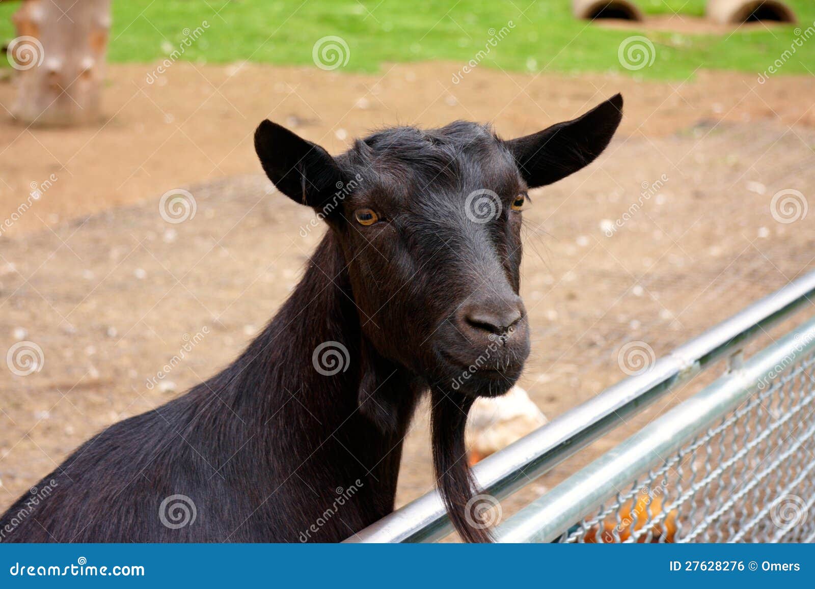 Capra nera fotografia stock. Immagine di gotico, mangi - 27628276