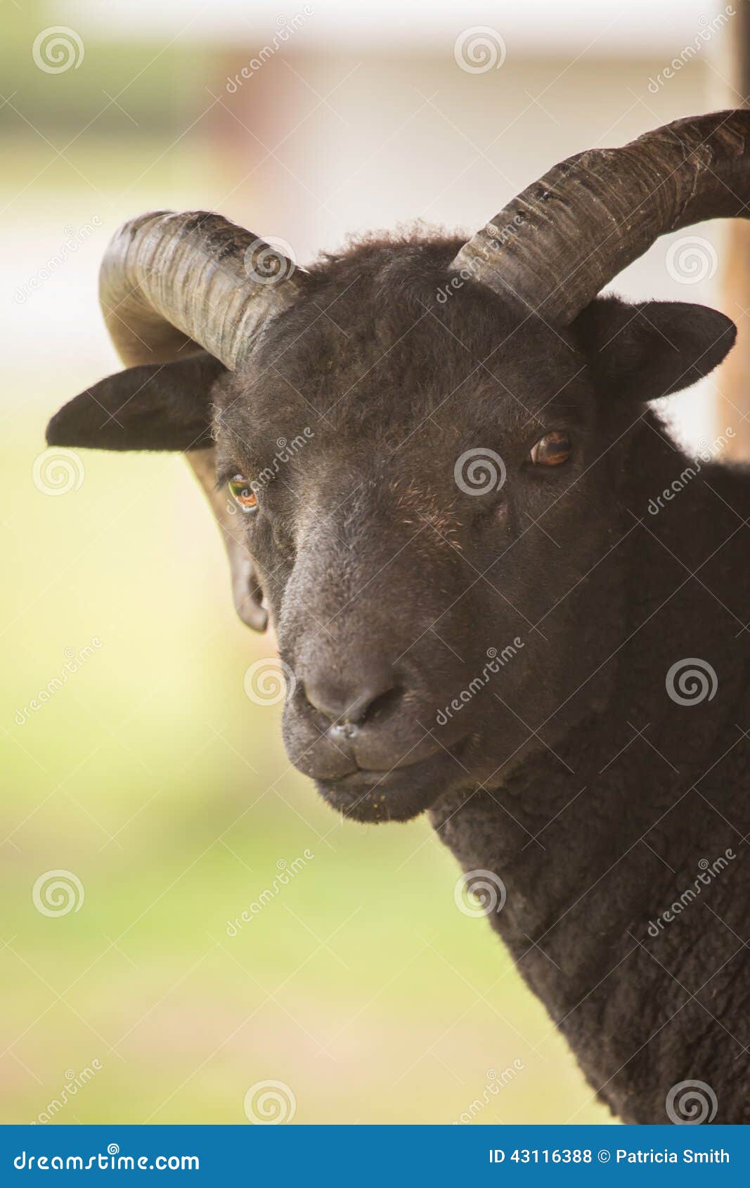 Capra nera fotografia stock. Immagine di mammiferi, peloso - 43116388