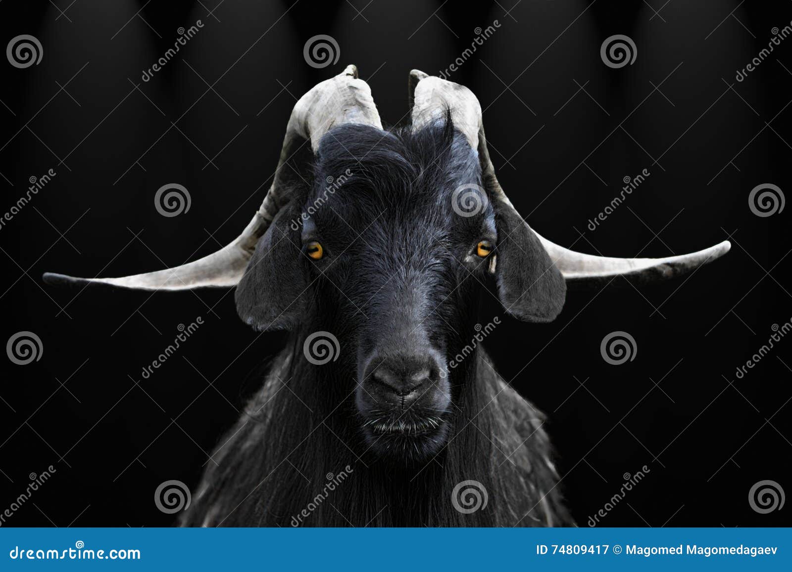 immagini di riserva di Capra Nera - la sovranità di download 1,831 ...