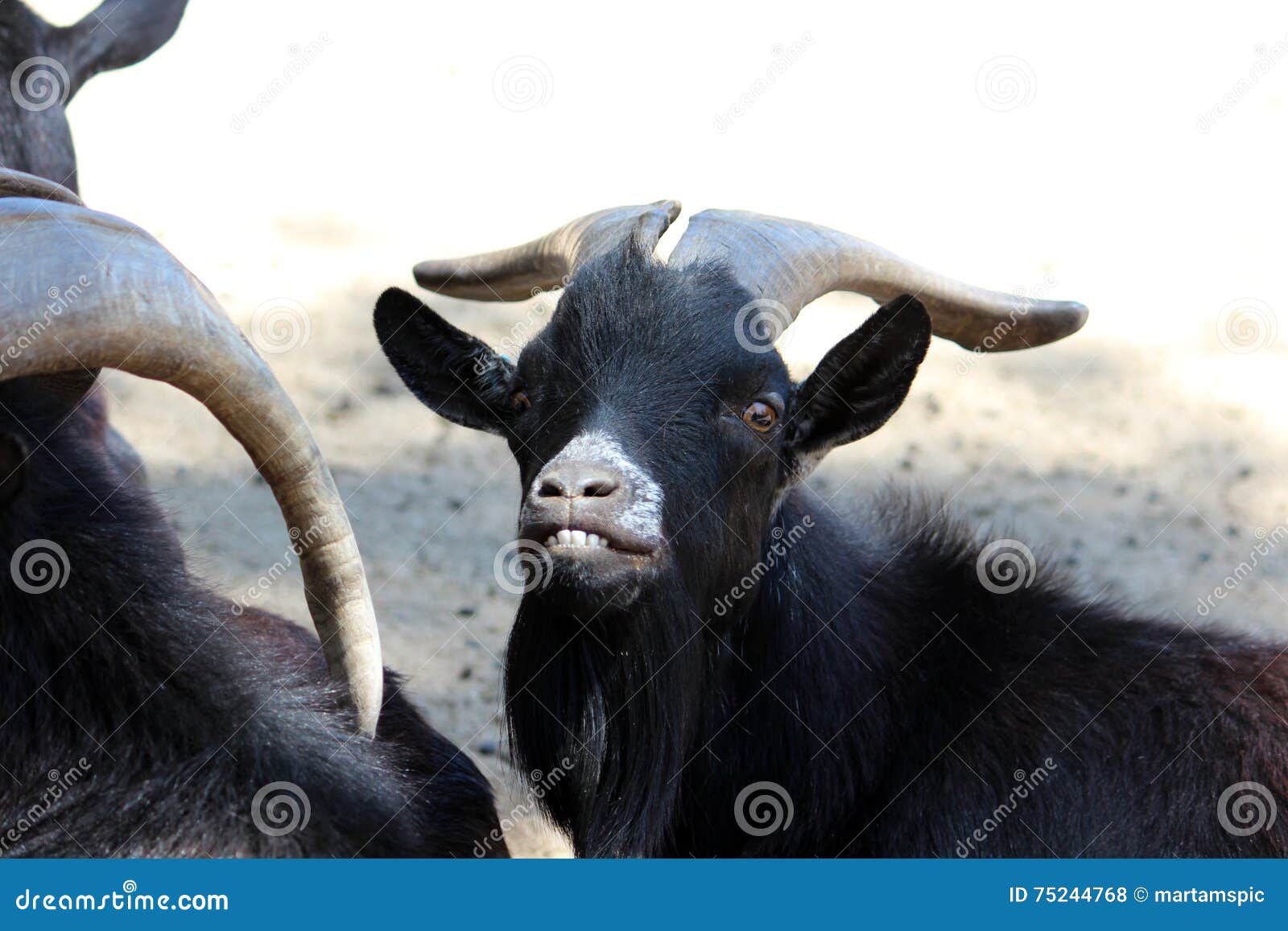 Capra nera fotografia stock. Immagine di comune, corni - 75244768