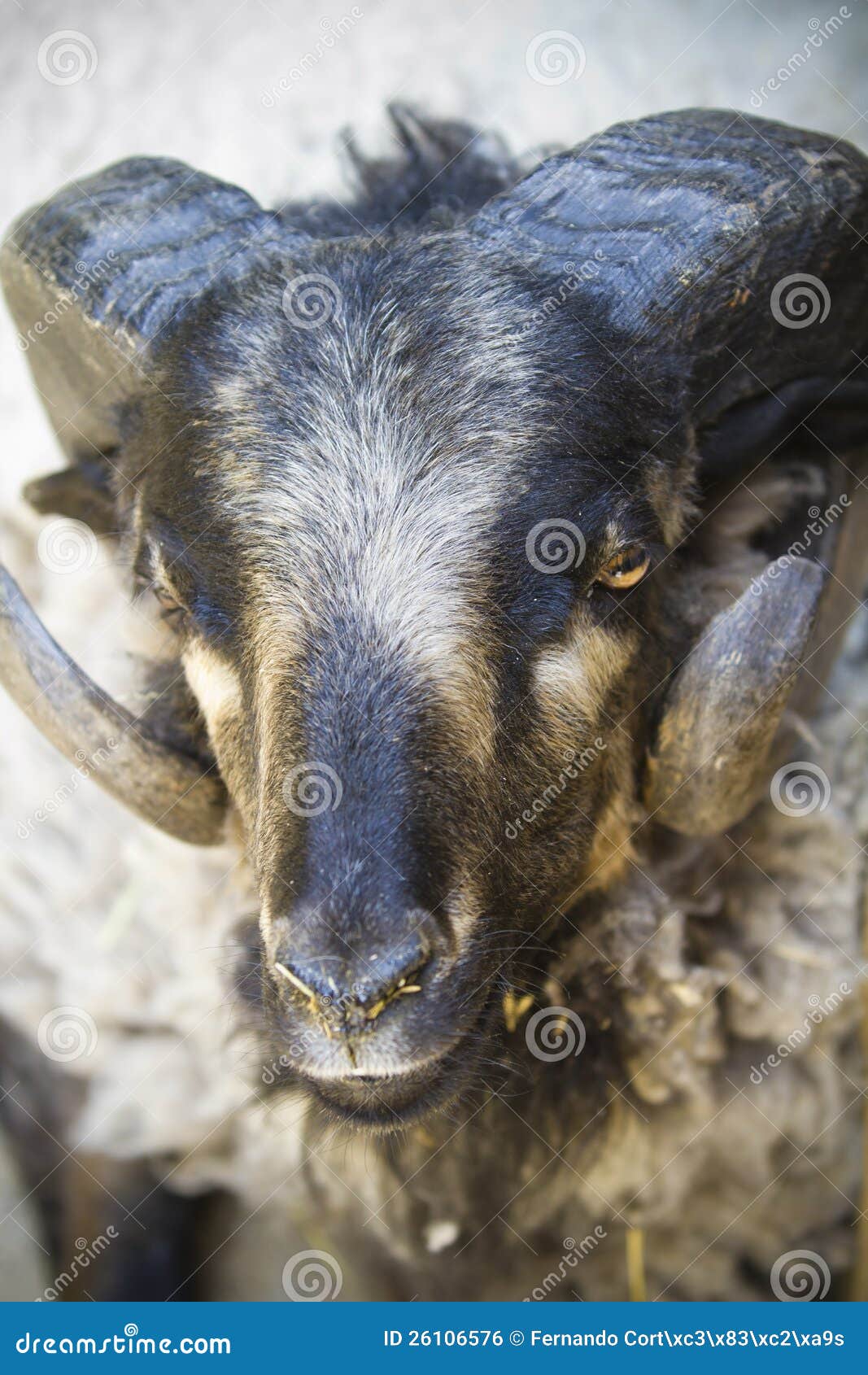 Capra Nera Con I Grandi Corni Fotografia Stock - Immagine di bambino ...