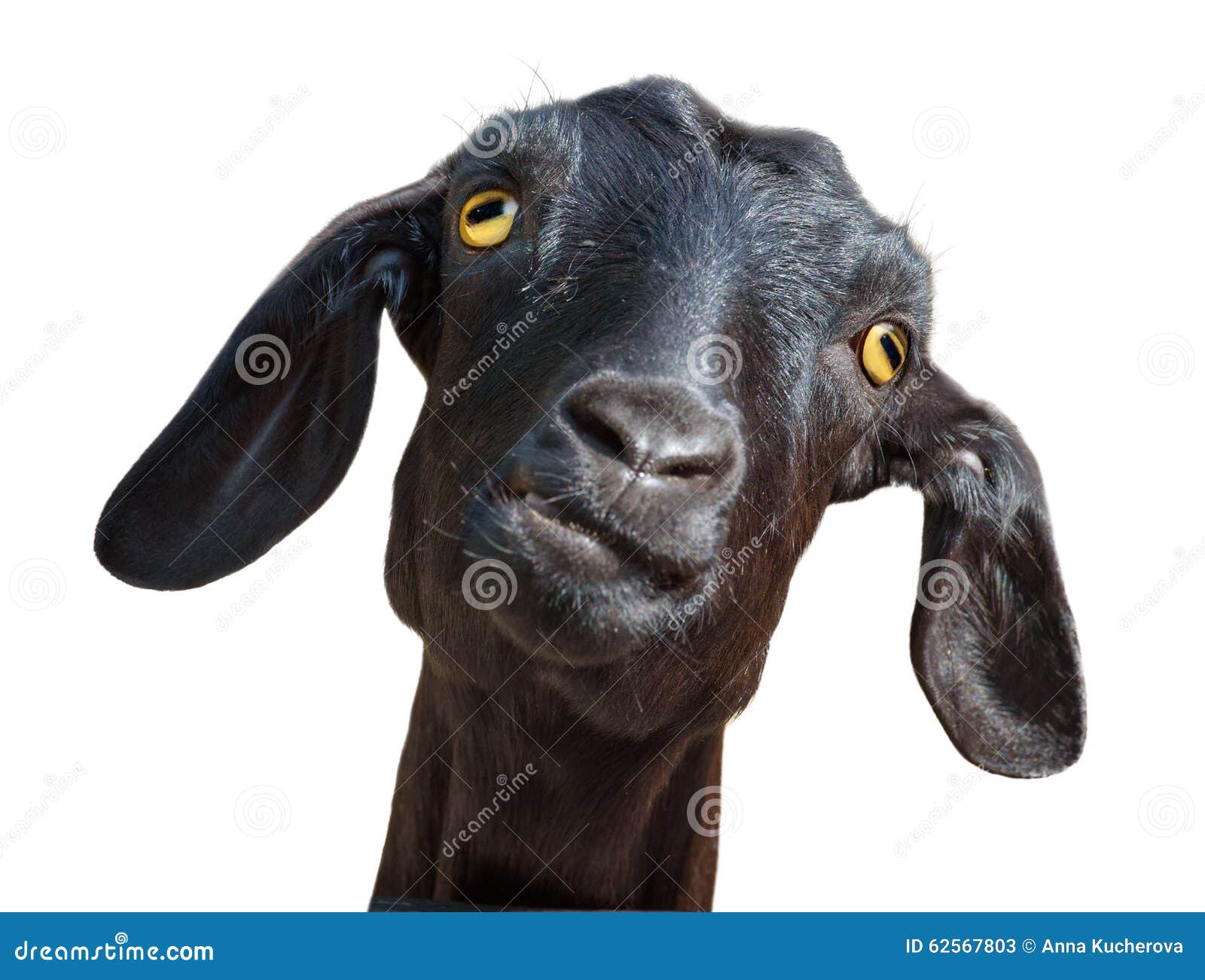 Capra Nera Isolata Su Bianco Immagine Stock - Immagine di osservare ...