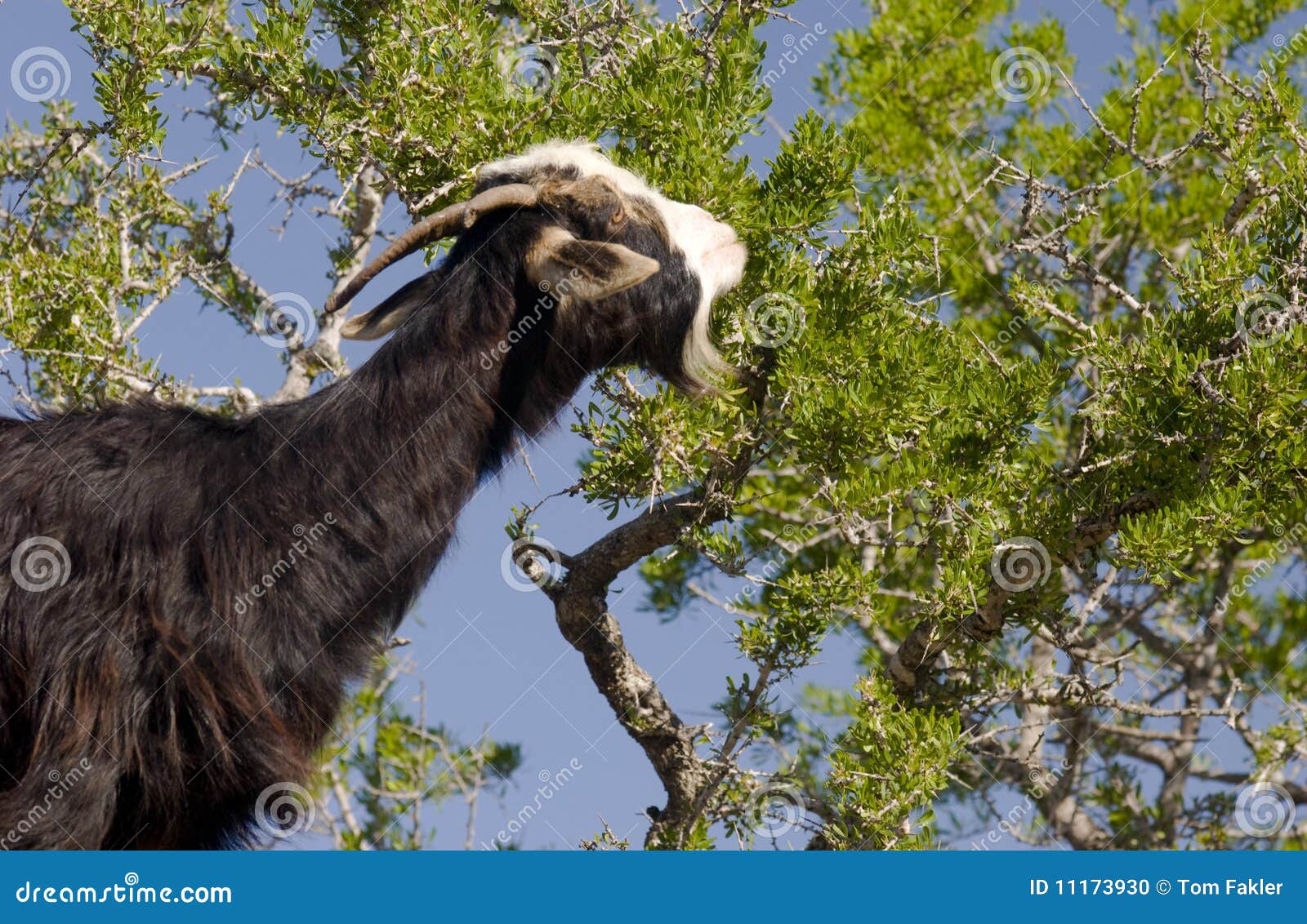 Capra Nera Nell'albero Del Argan Fotografia Stock - Immagine di marocco ...