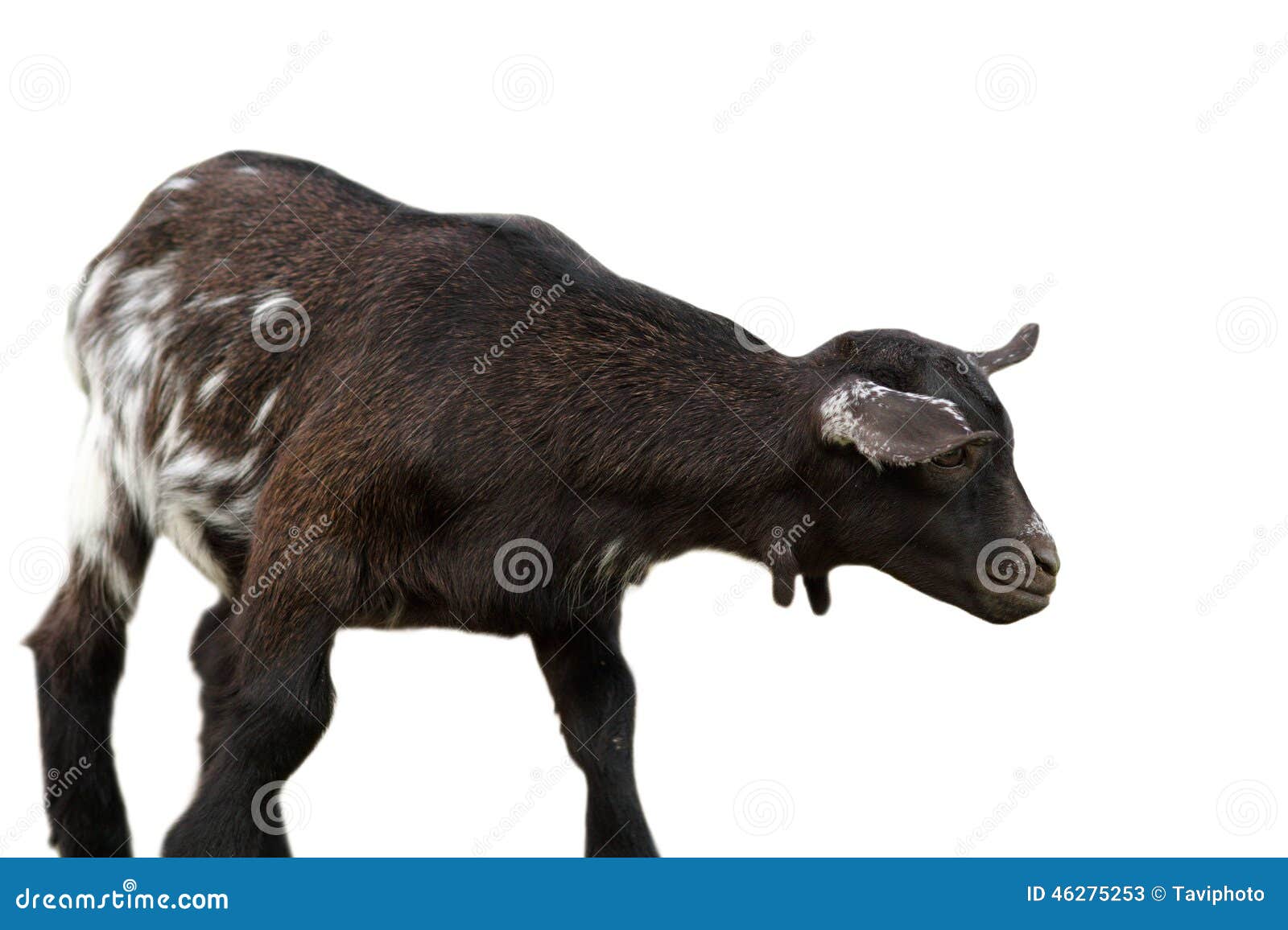 Capra Nera Sopra Fondo Bianco Immagine Stock - Immagine di pelle ...