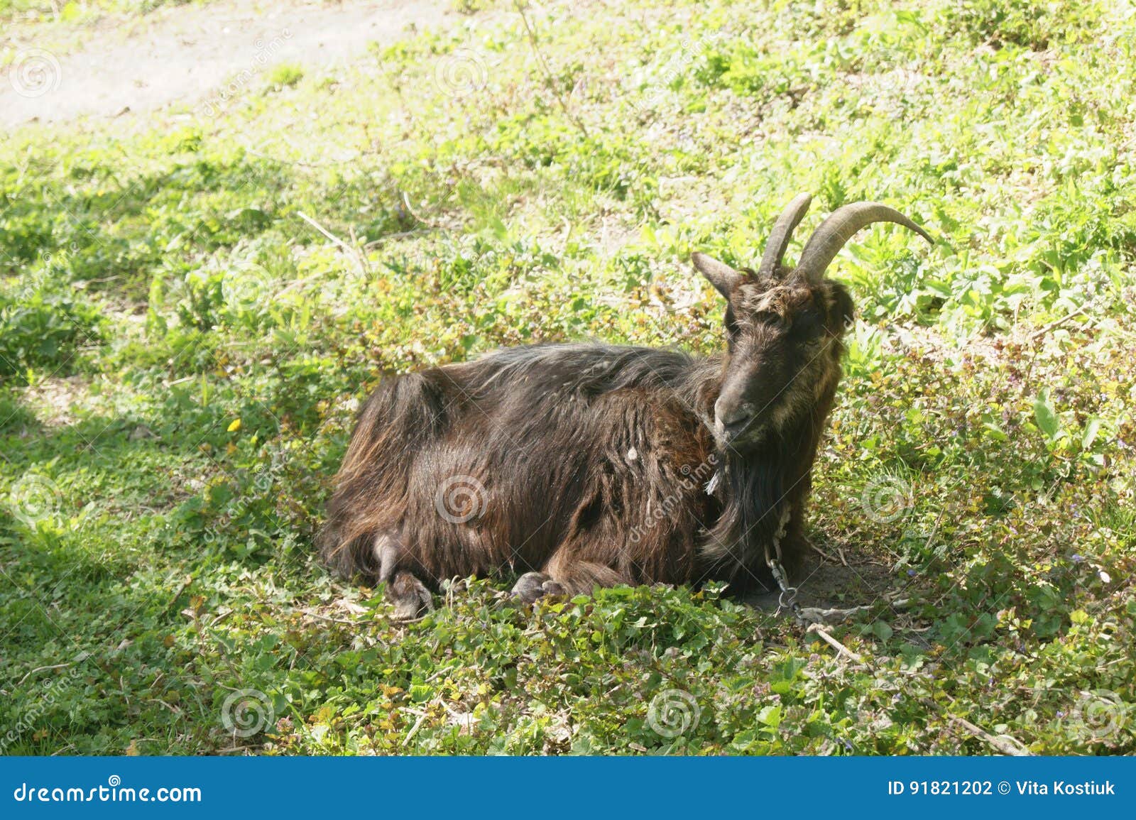 Capra Nera Su Erba Verde Capra Con I Corni Fotografia Stock - Immagine ...