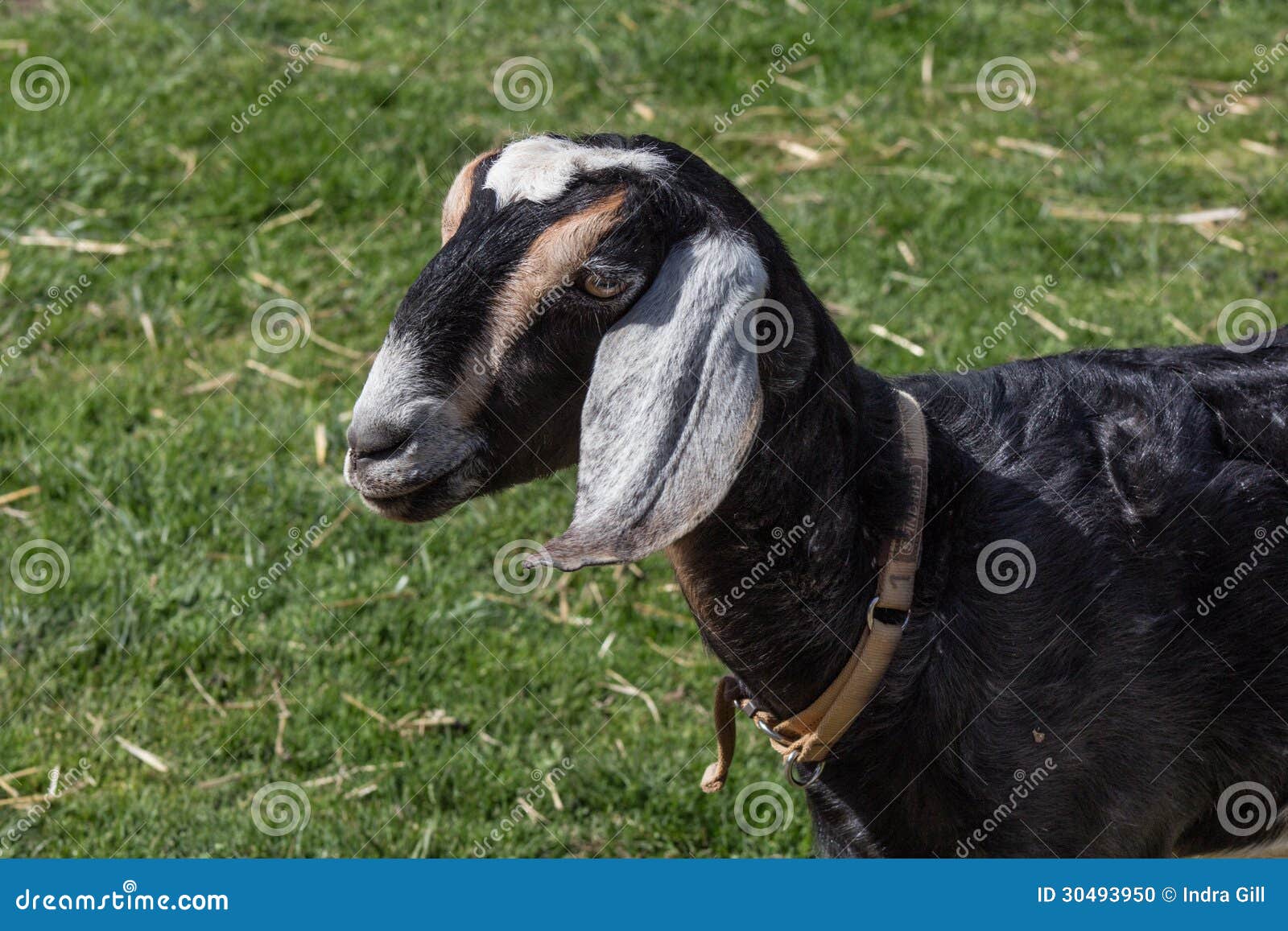 Capra Nera Su Prato Inglese Fotografia Stock - Immagine di capra ...