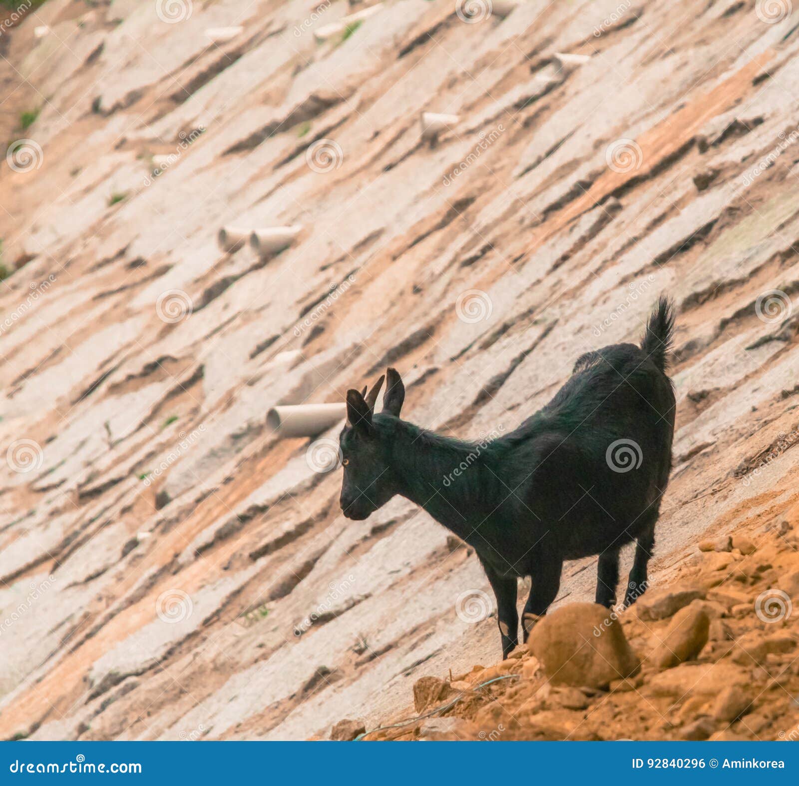 Capra Nera Sul Pendio Di Collina Roccioso Fotografia Stock - Immagine ...