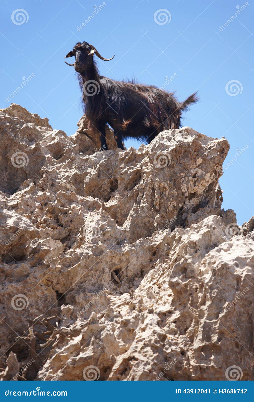 Capra Nera in Una Roccia Crete La Grecia Immagine Stock - Immagine di ...