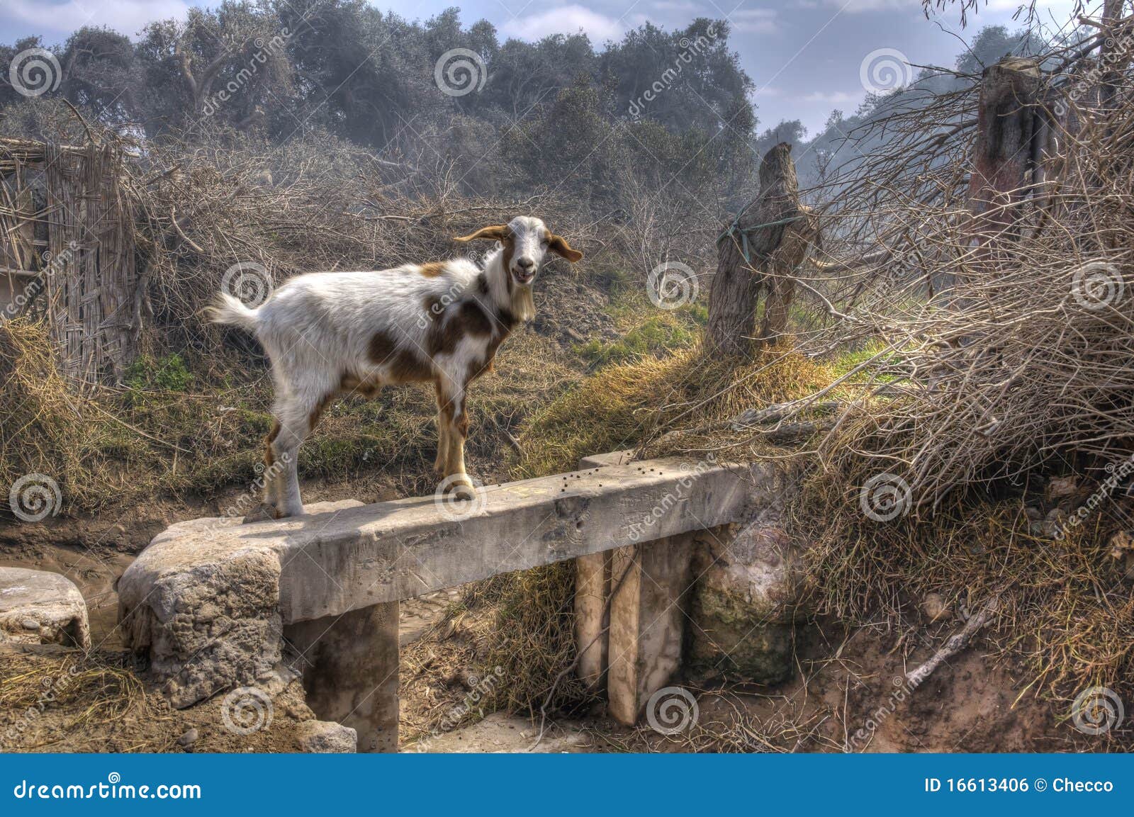 Capra peruviana fotografia stock. Immagine di latte, marrone - 16613406