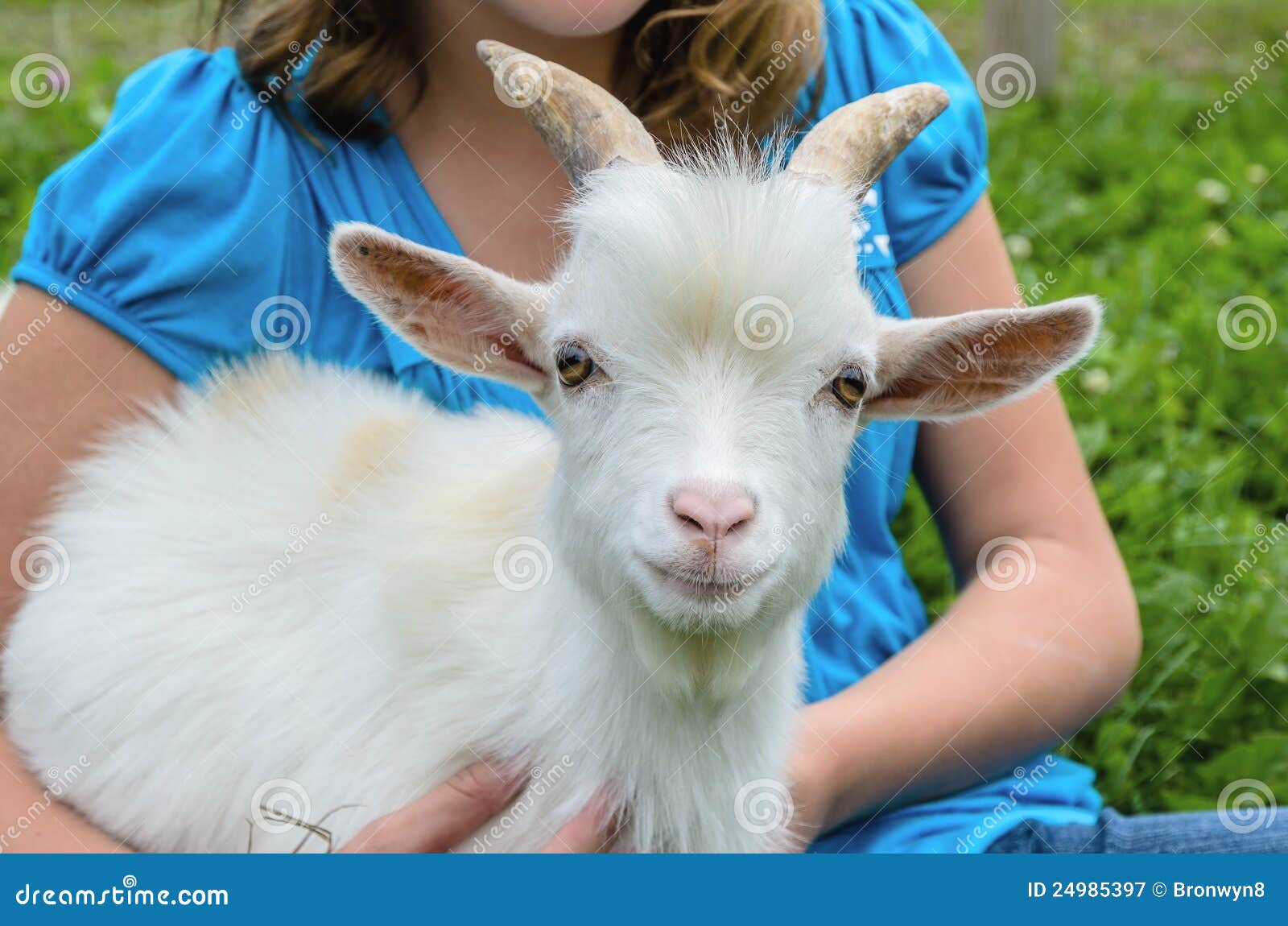 Capra pigmea immagine stock. Immagine di tenuta, ritratto - 24985397