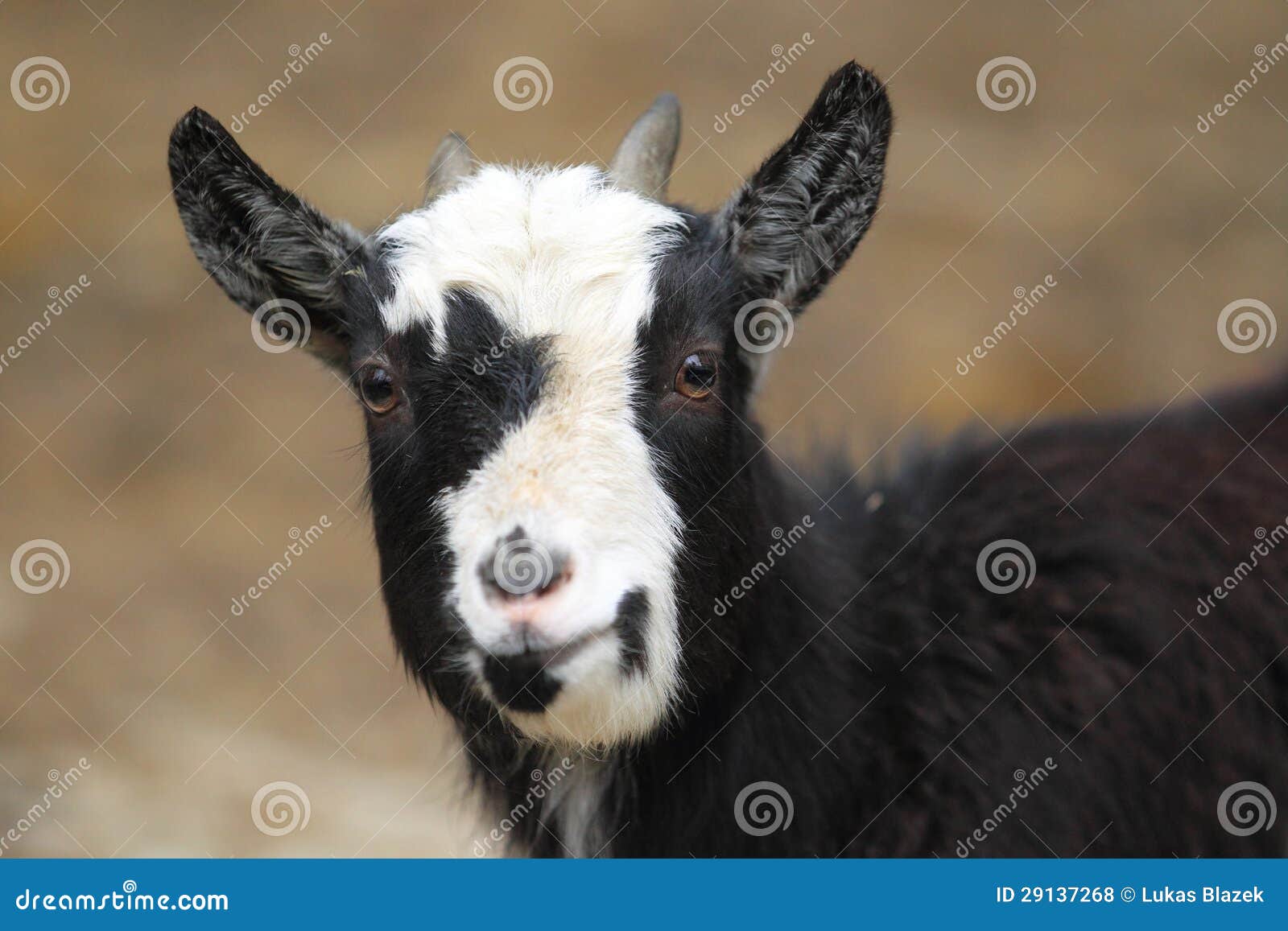 Capra pigmea fotografia stock. Immagine di nazionale - 29137268