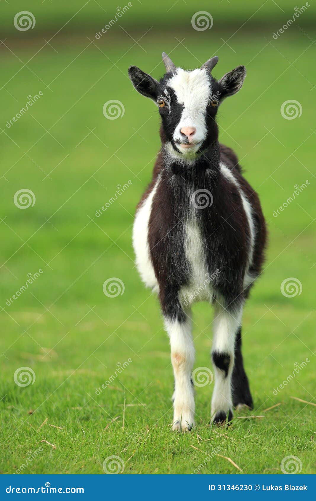 Capra Pigmea In Bianco E Nero