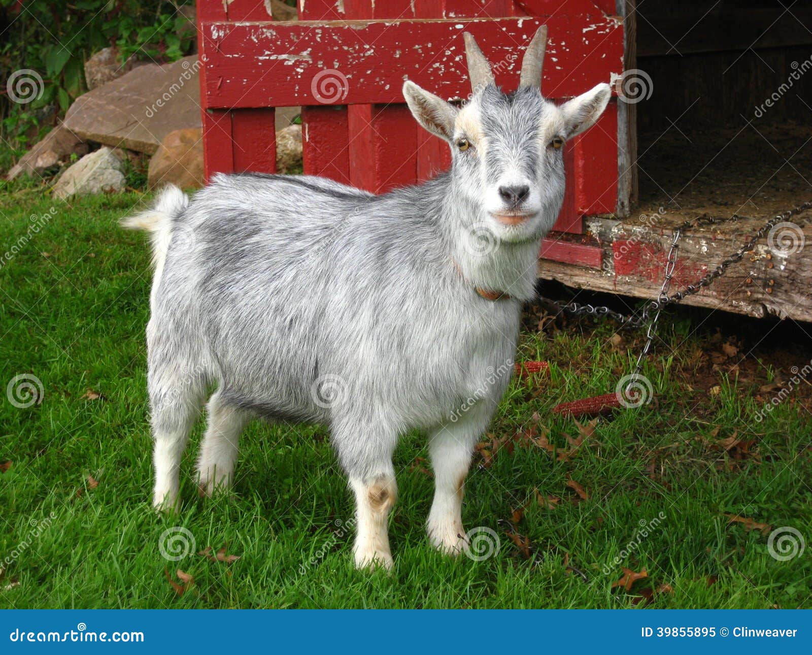 Capra pigmea immagine stock. Immagine di corni, erba - 39855895
