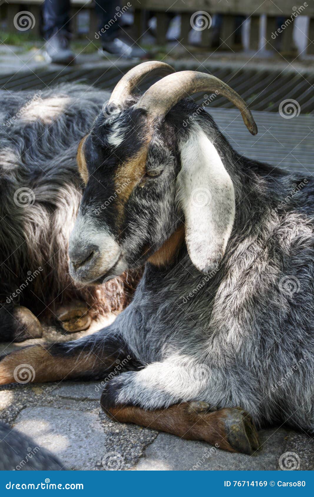 Capra pigmea, 2015 immagine stock. Immagine di germania - 76714169