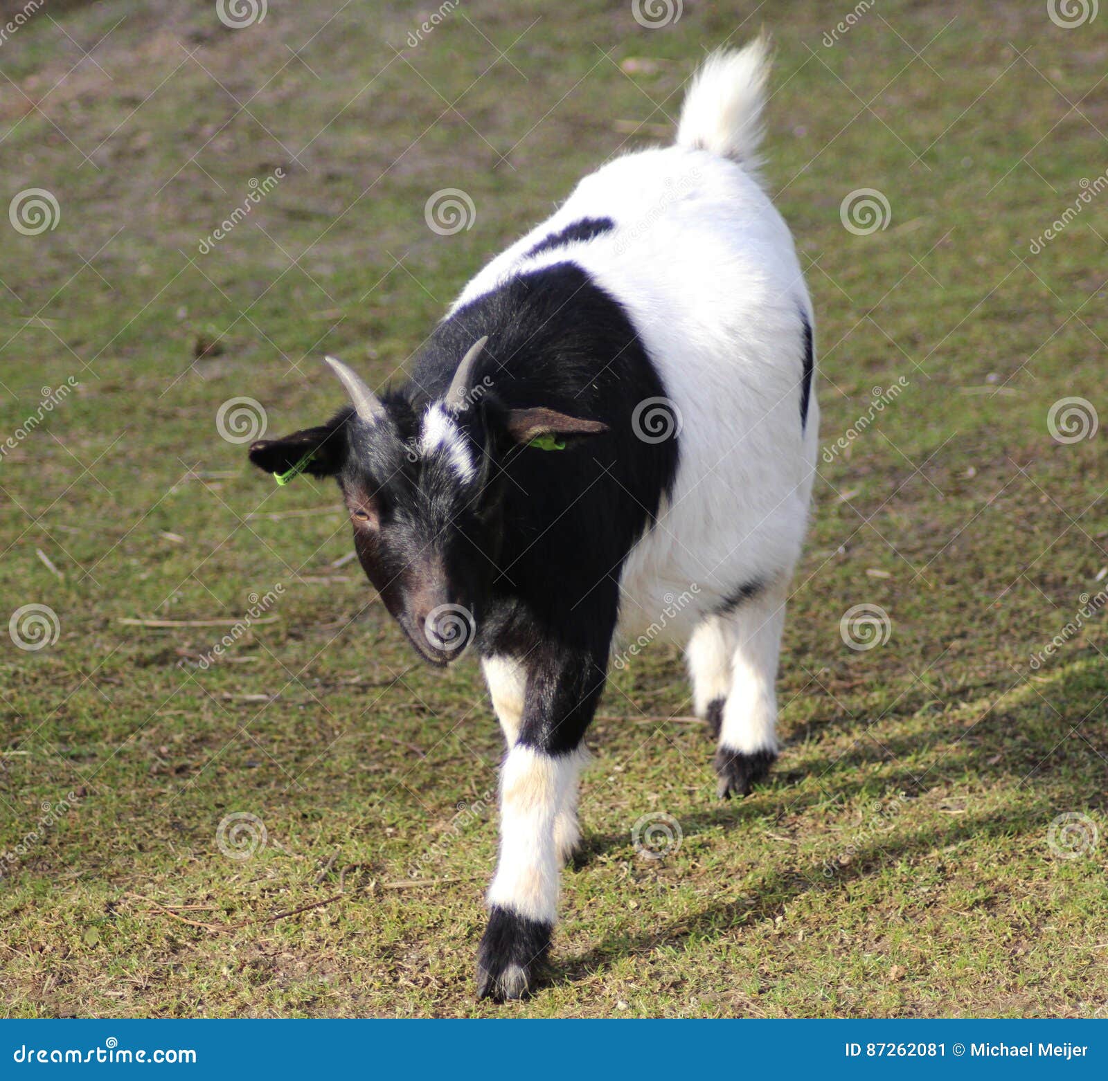 Capra Pigmea In Bianco E Nero