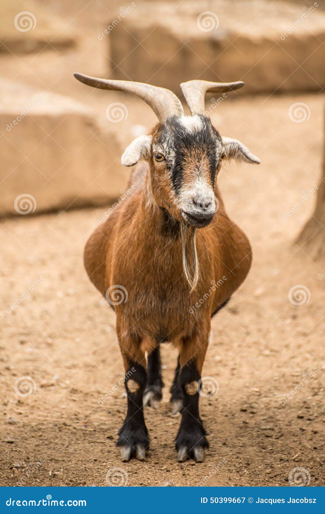 Capra pigmea adulta immagine stock. Immagine di azione - 50399667