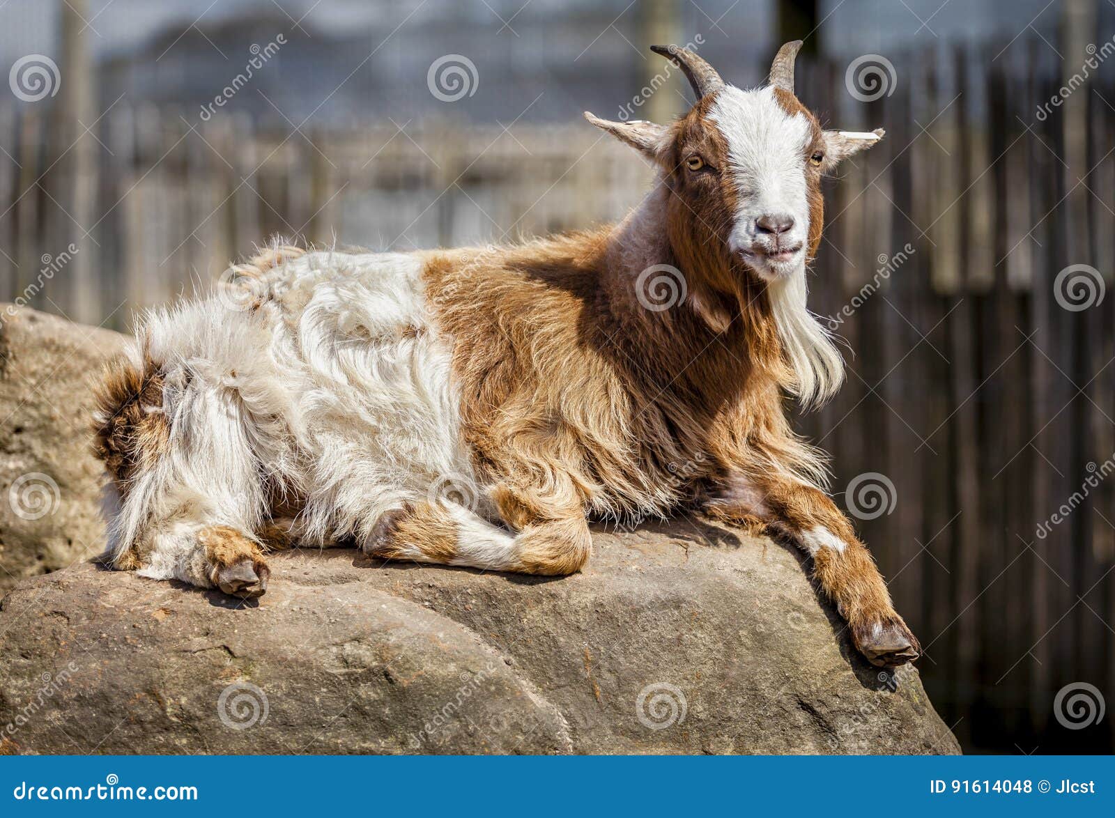 Capra pigmea africana fotografia stock. Immagine di inghilterra - 91614048