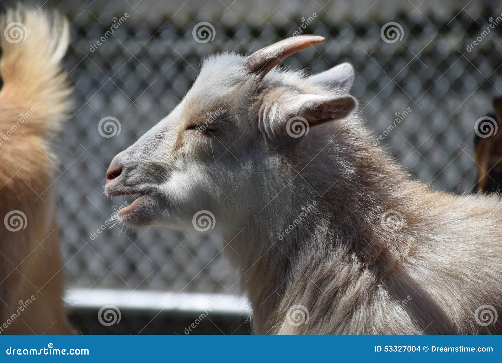 Capra Pigmea Africana (capra Hircus) Fotografia Stock - Immagine di ...