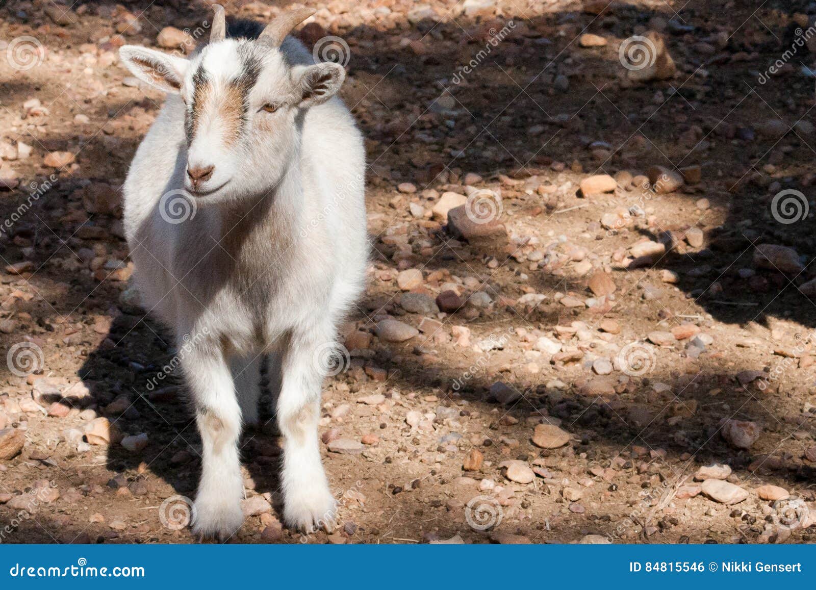 Capra pigmea bianca fotografia stock. Immagine di giocoso - 84815546