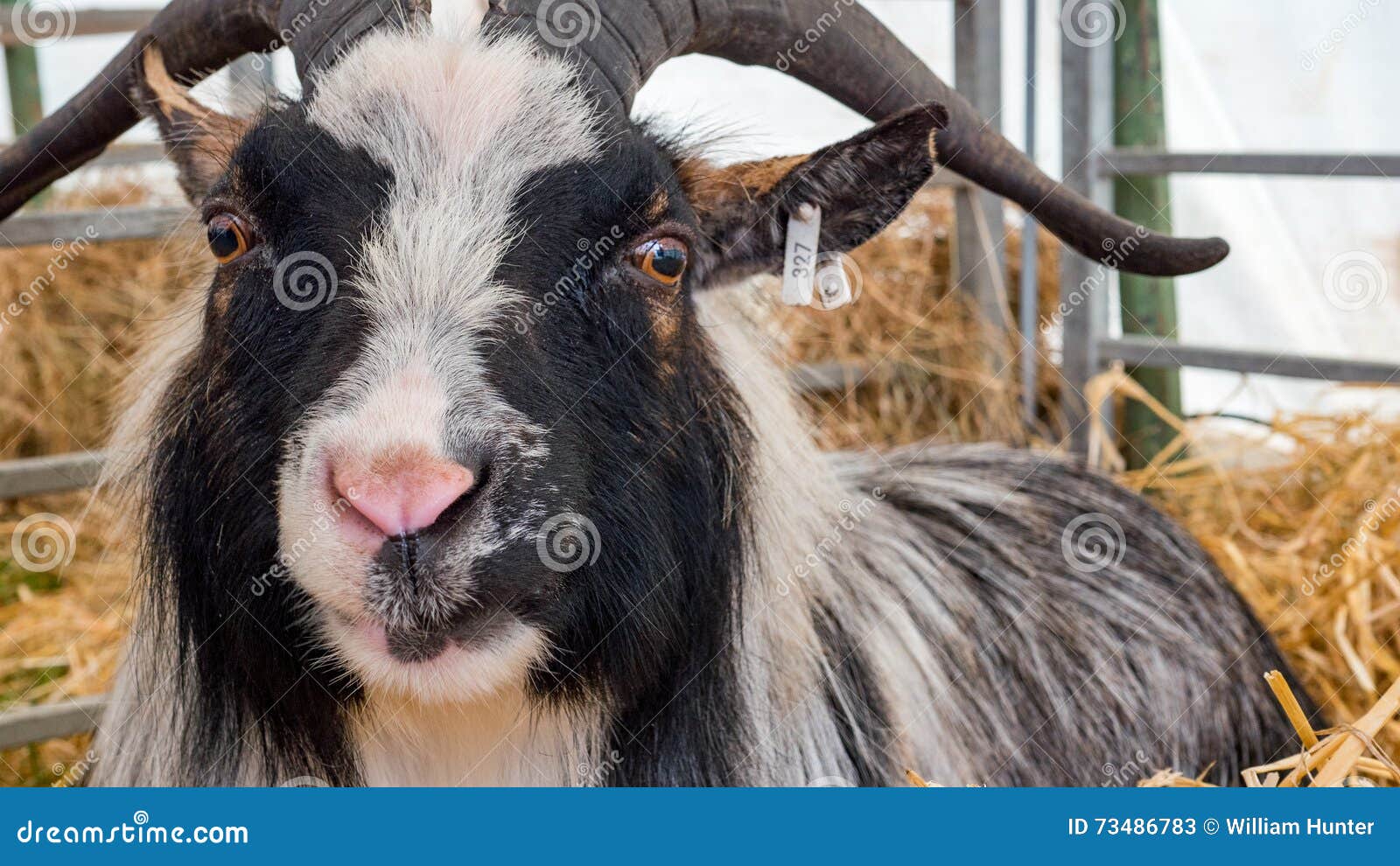 Capra Pigmea in Bianco E Nero Immagine Stock - Immagine di verde, prato ...