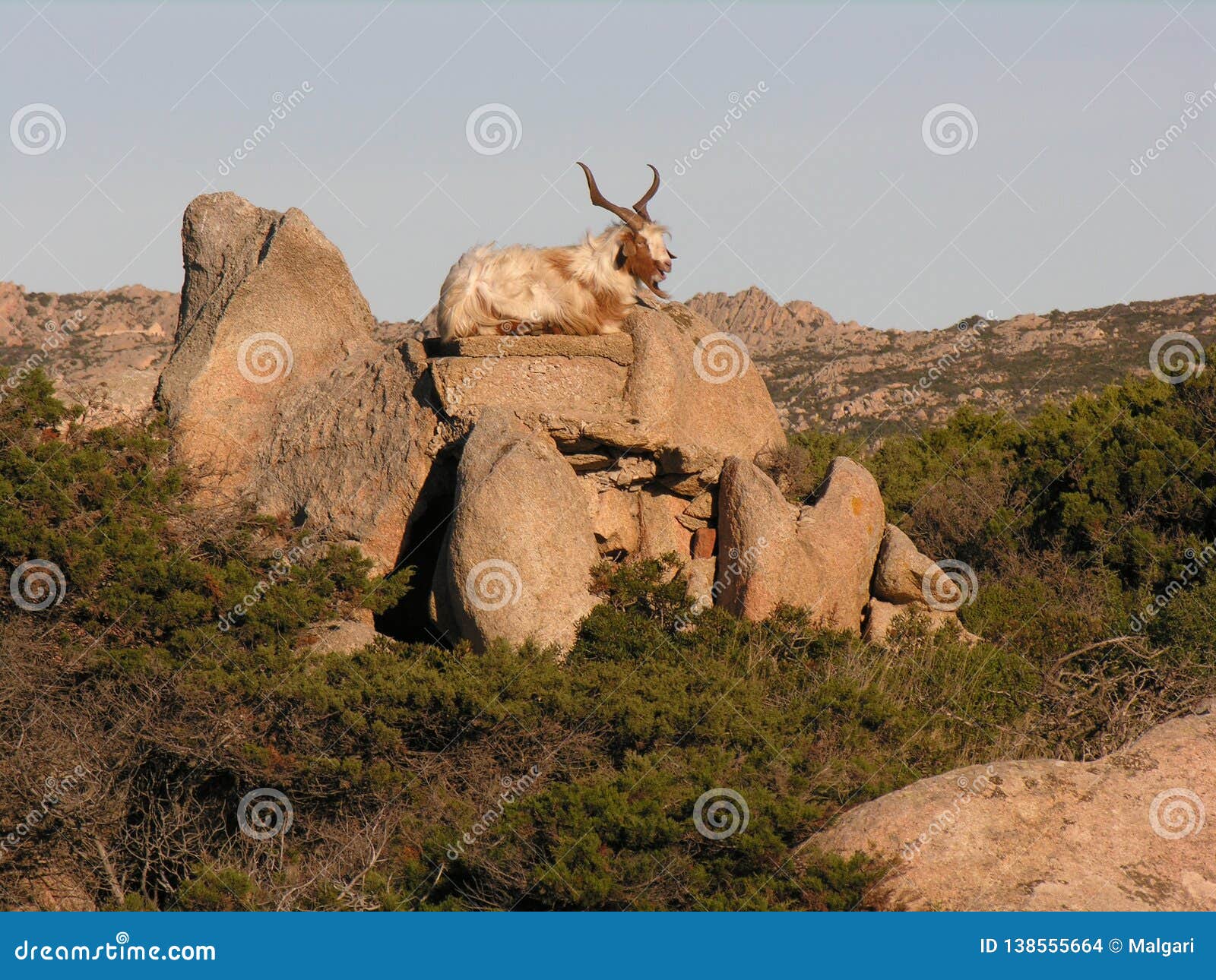 Capra Selvaggia B Dell'isola Fotografia Stock - Immagine di capra ...
