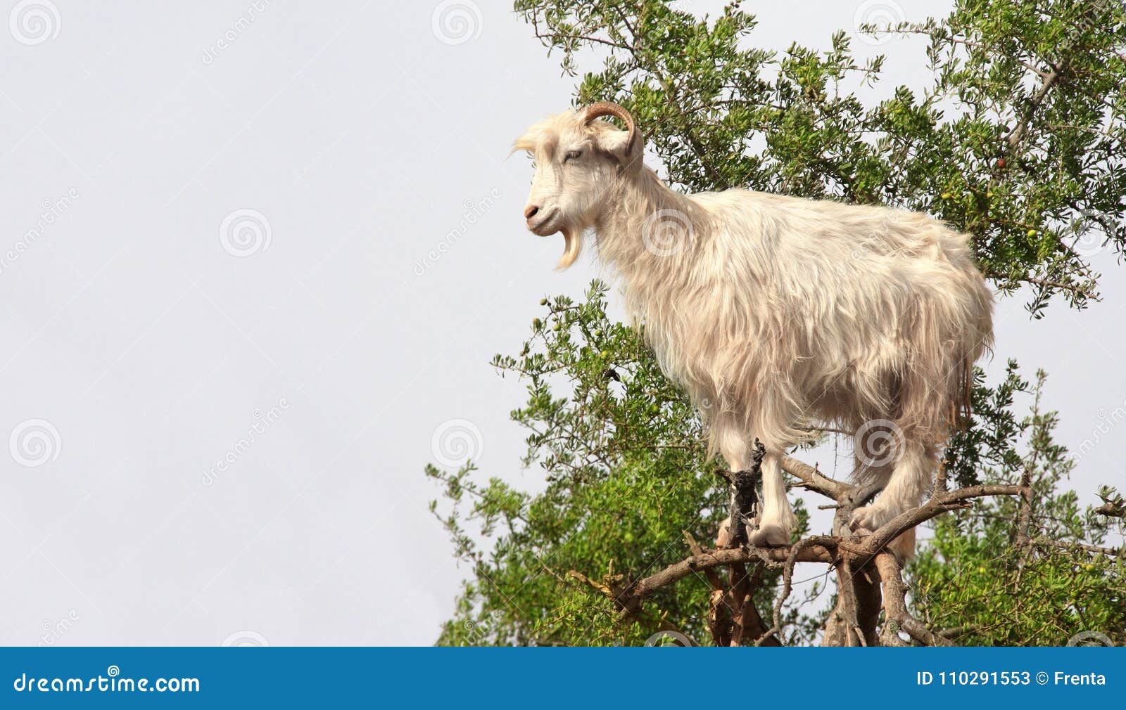 Capra Sull'albero Dell'argania Spinosa, Marocco Immagine Stock ...