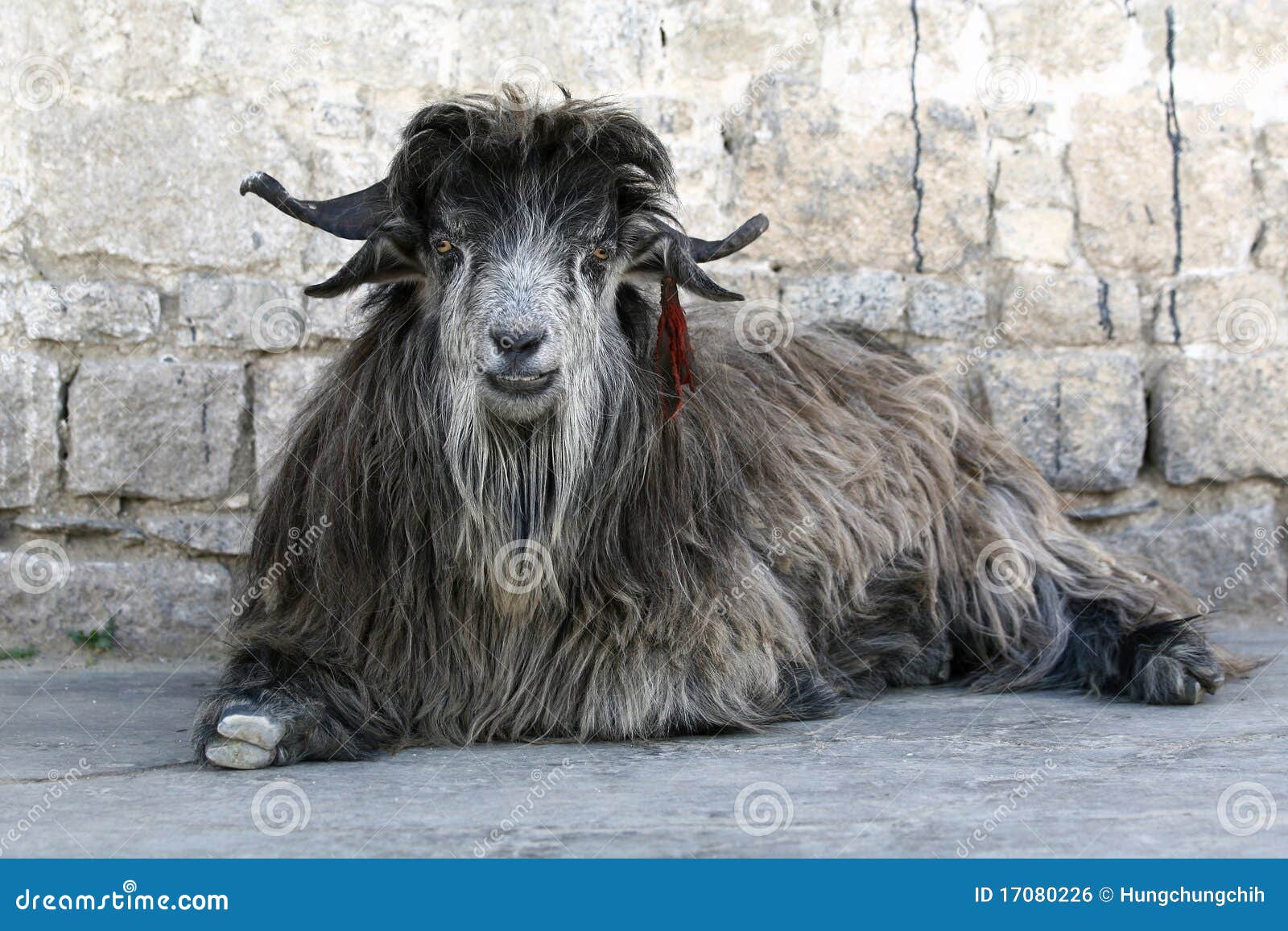 Capra tibetana rara fotografia stock. Immagine di pascolo - 17080226