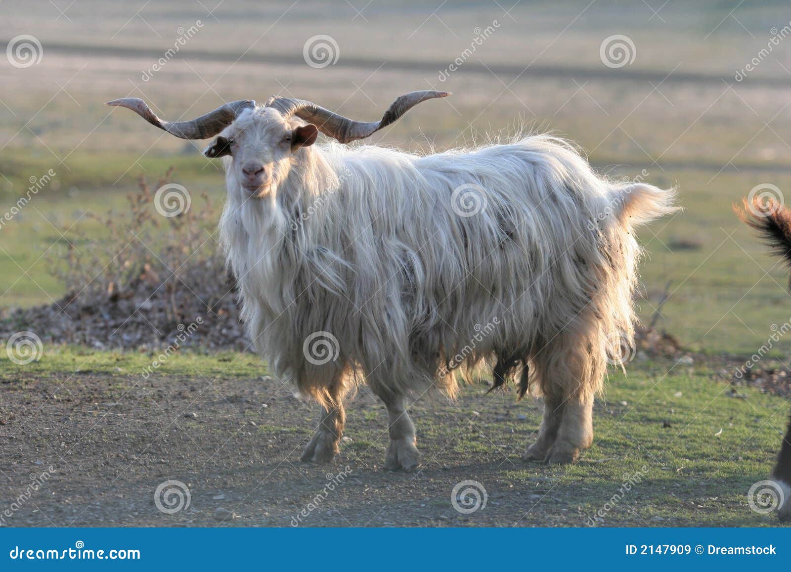 Capra in Un'azienda Agricola. Immagine Stock - Immagine di orizzontale ...