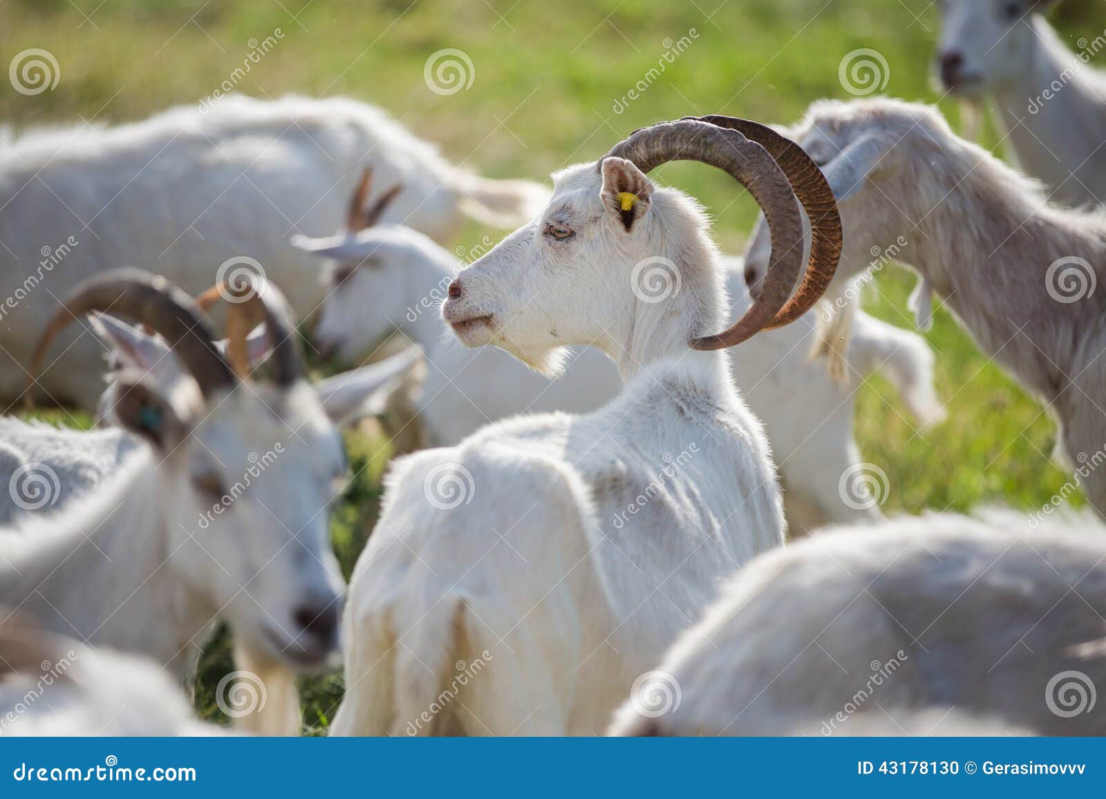 Capra in un gregge fotografia stock. Immagine di capre - 43178130