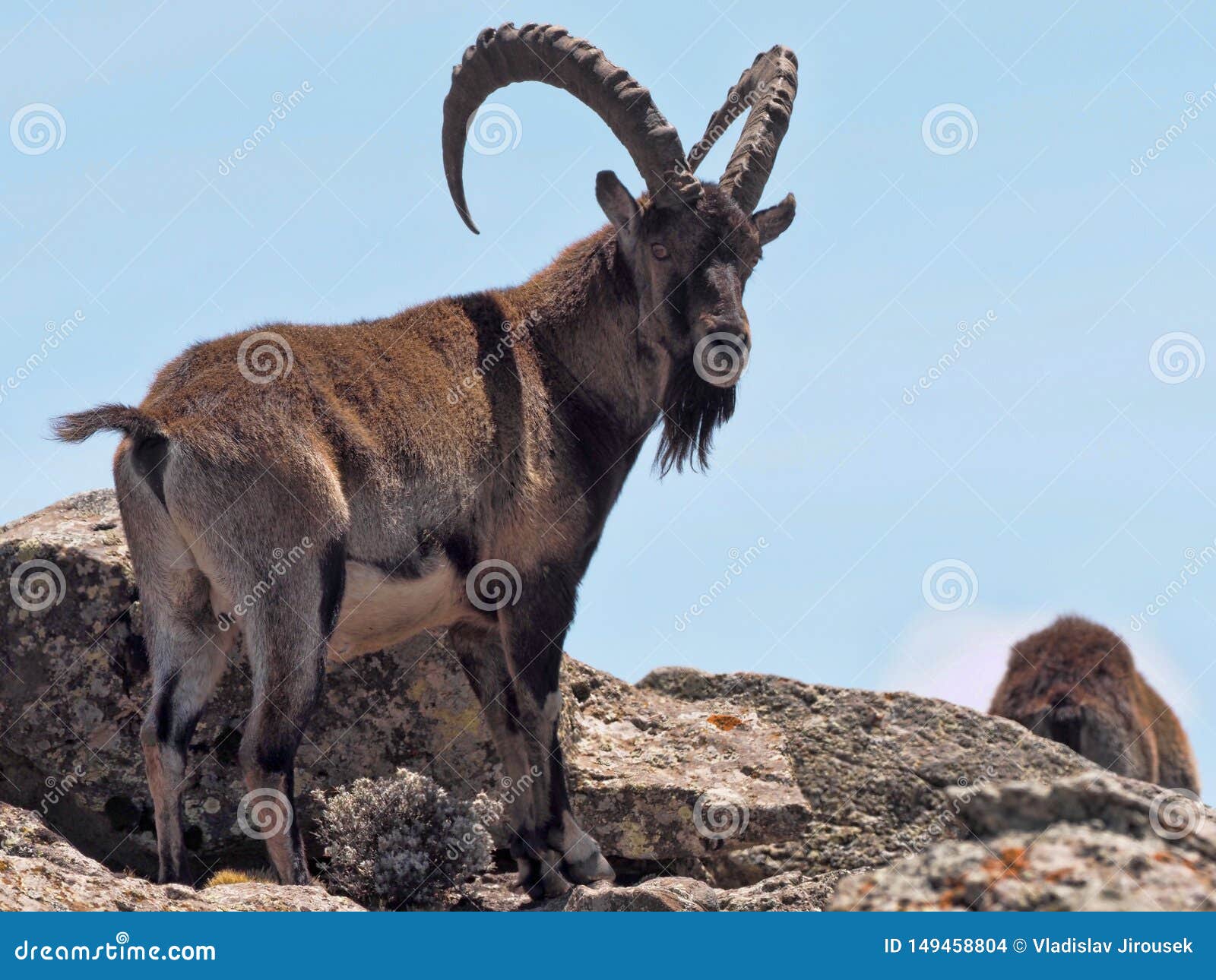 Capra Walia, Walia Ibex, is the Rarest Ibex, in the Simien Mountains of ... Capra Walia, Walia Ibex, is the Rarest Ibex, in the Simien Mountains of ...