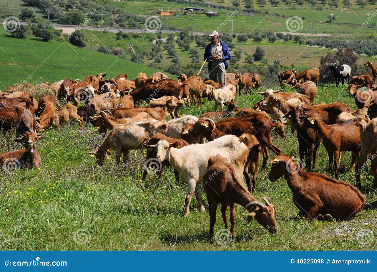 Capraio, Andalusia, Spagna. Fotografia Stock Editoriale - Immagine di ...