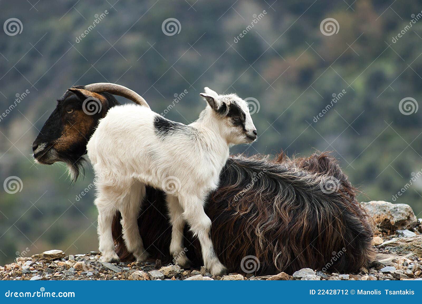Capre fotografia stock. Immagine di grecia, animale, mare - 22428712