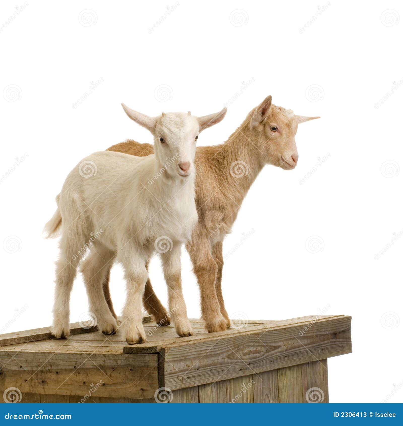 Capre immagine stock. Immagine di stalla, mammifero, casella - 2306413