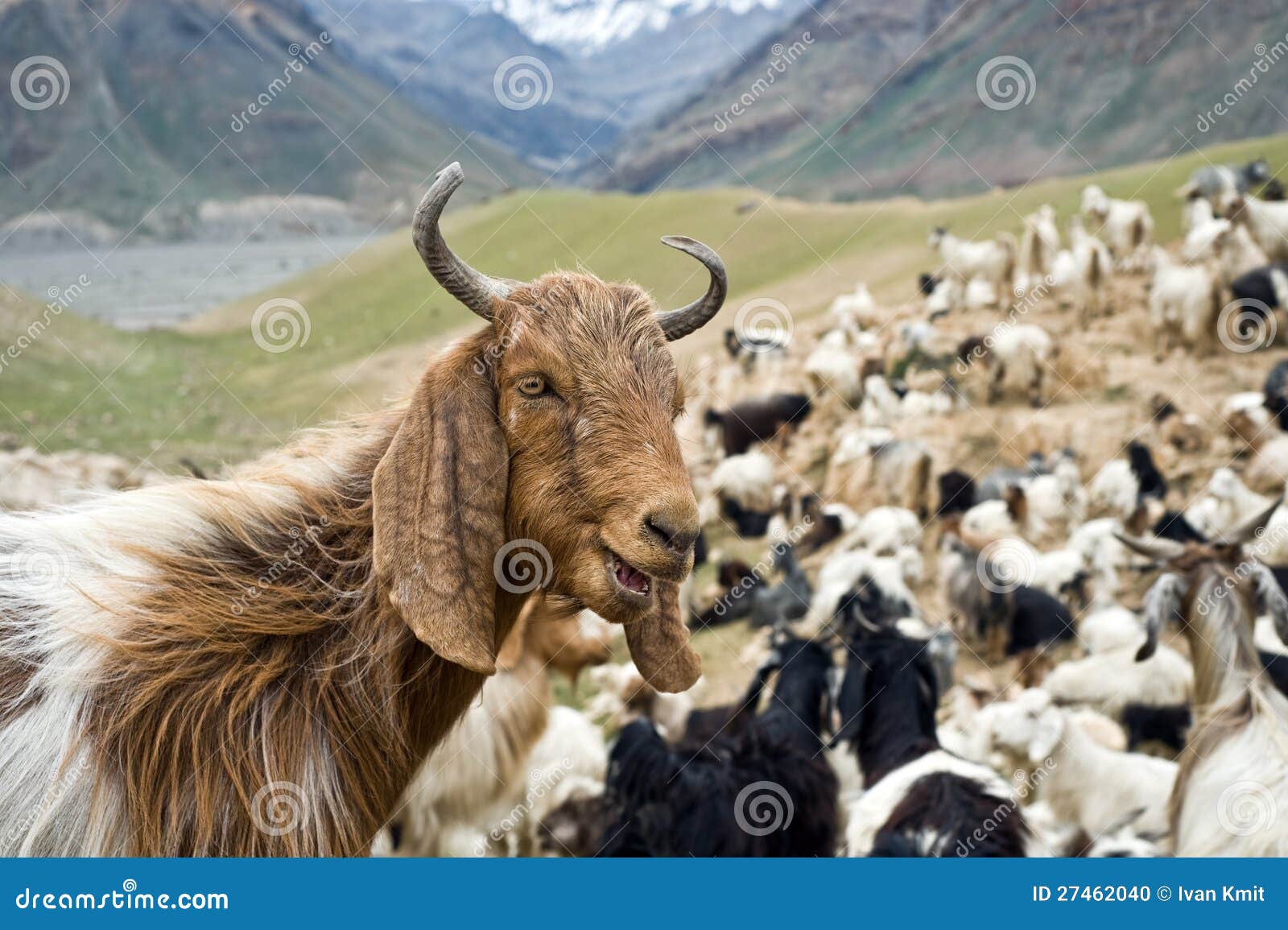 Capre fotografia stock. Immagine di tropicale, seduta - 27462040