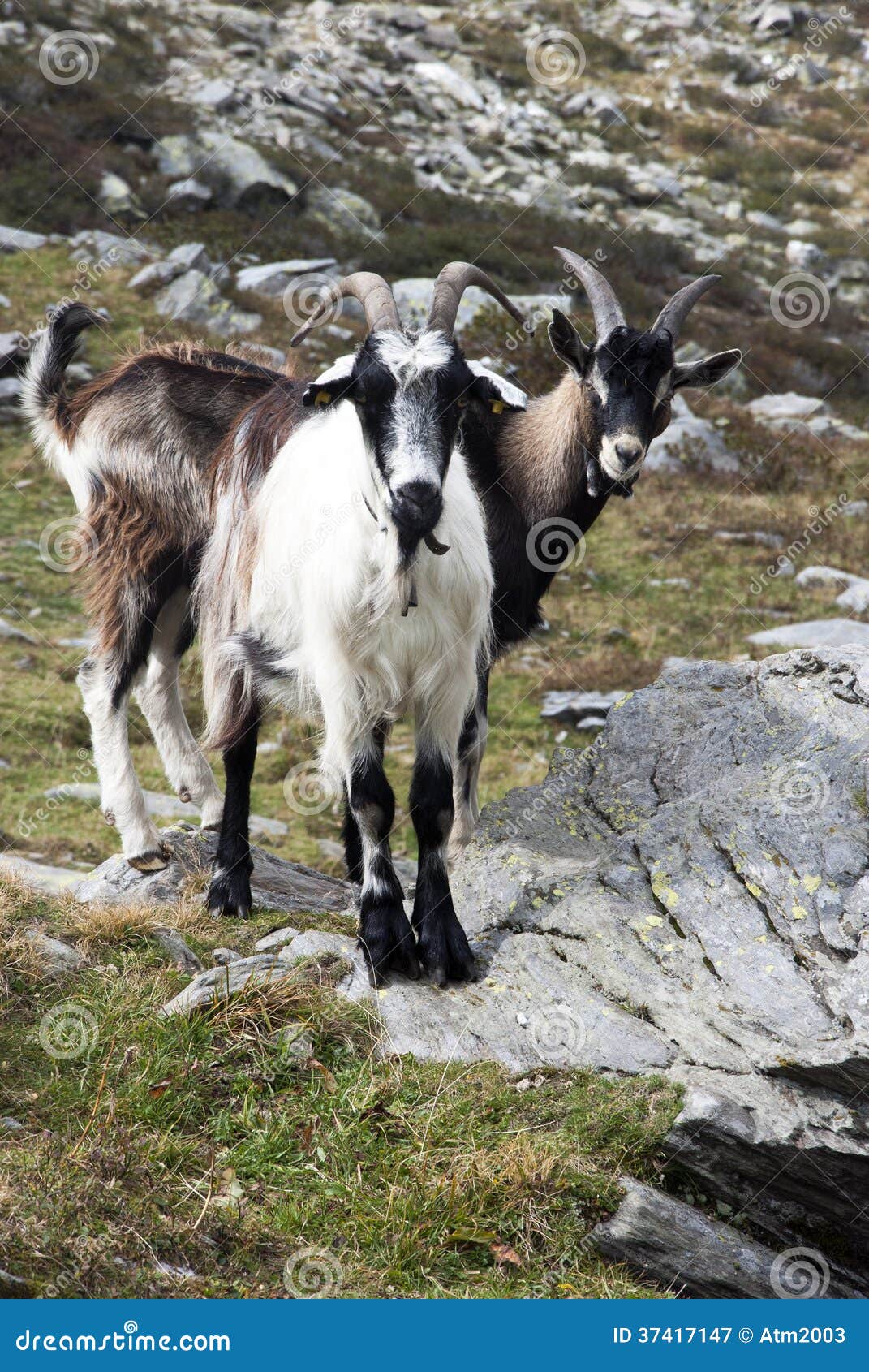 Capre immagine stock. Immagine di agricoltura, pascolo - 37417147