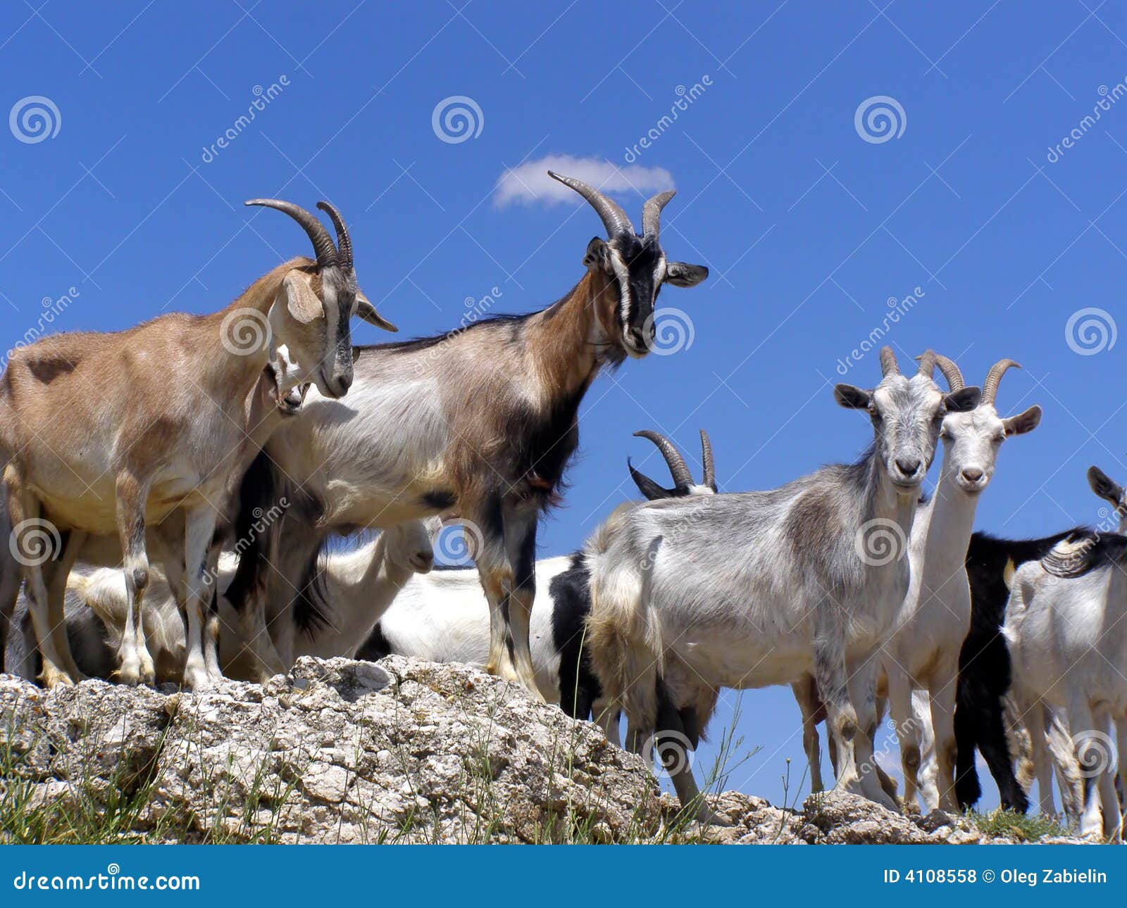 Capre fotografia stock. Immagine di nave, montagna, estremo - 4108558