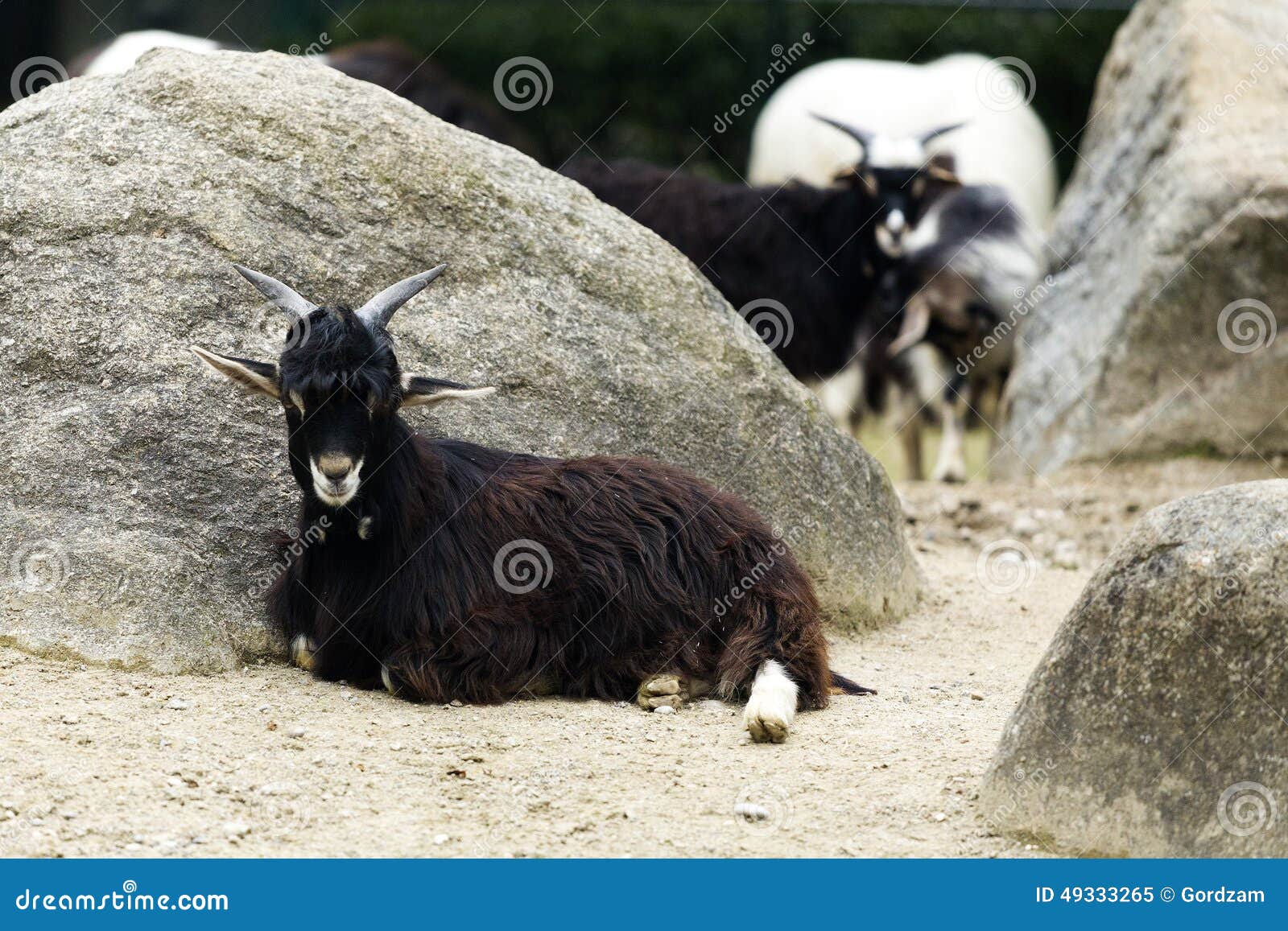 Capre immagine stock. Immagine di capre, capra, carne - 49333265