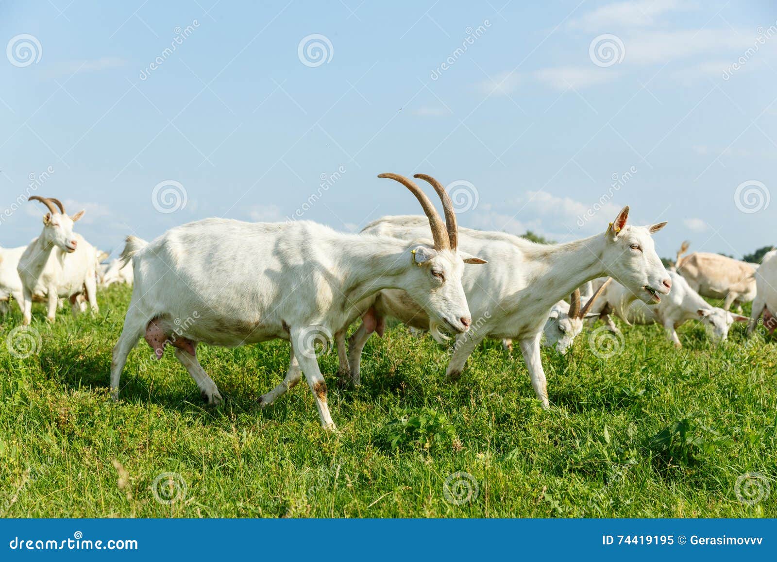 Capre Da Latte Su Un Pascolo Immagine Stock - Immagine di gruppo ...
