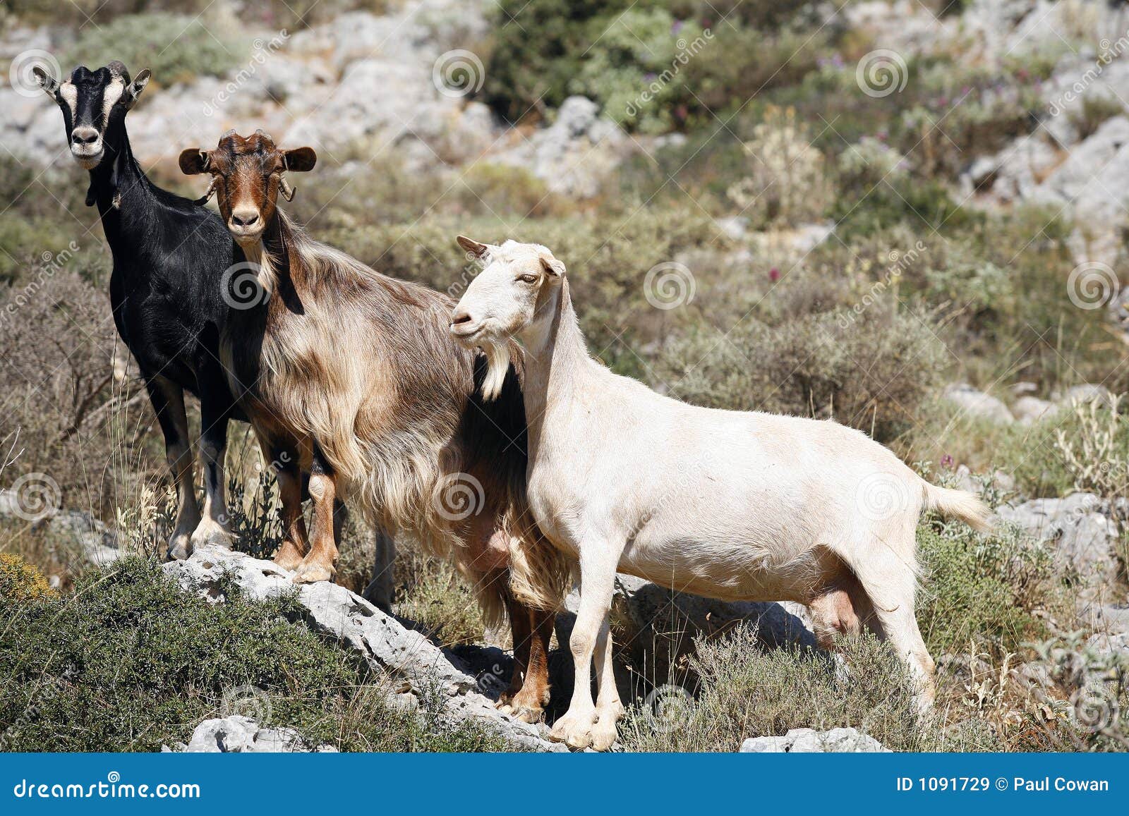 Capre di montagna immagine stock. Immagine di trio, grecia - 1091729