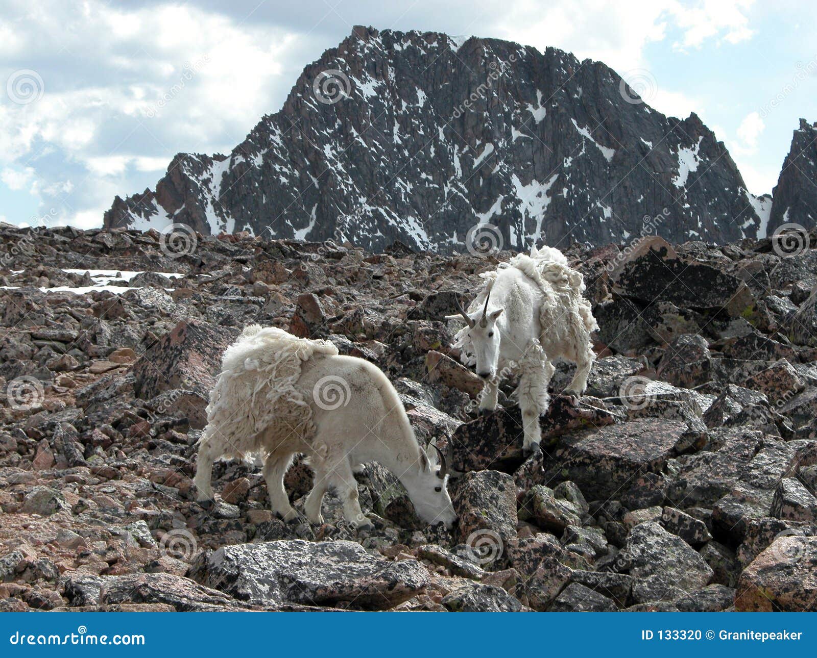 Capre di montagna alpine fotografia stock. Immagine di ingranaggio - 133320
