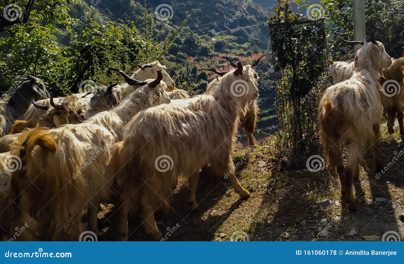 Capre Di Montagna Dell'Himalaya Fotografia Stock - Immagine di lane ...