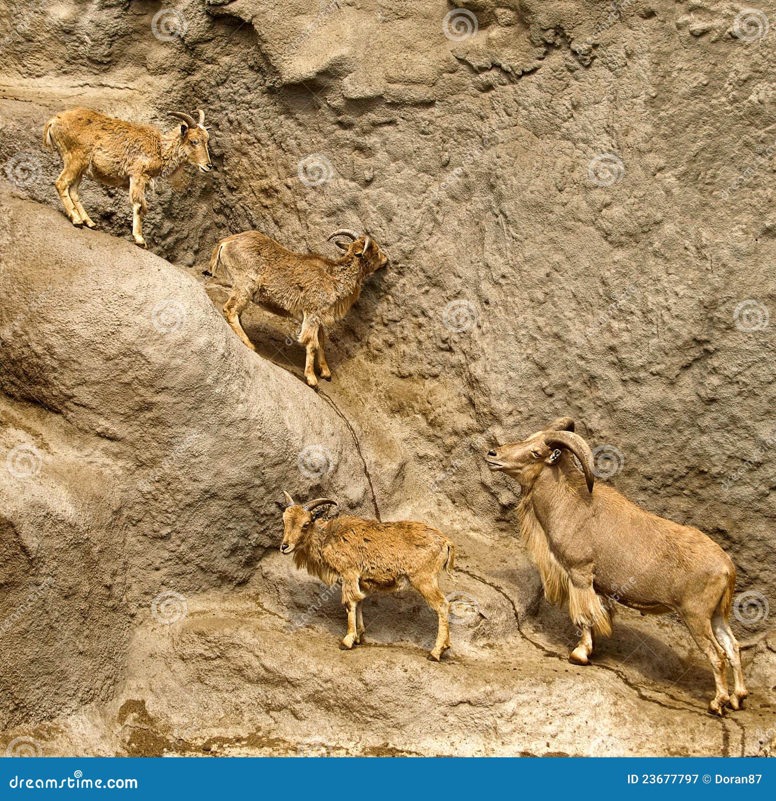 Capre Di Montagna Su Una Scogliera Immagine Stock - Immagine di capra ...