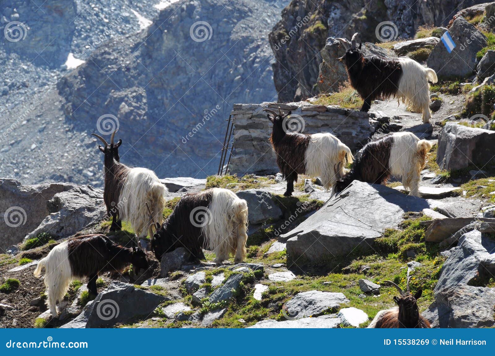 Capre di montagna svizzere immagine stock. Immagine di alto - 15538269